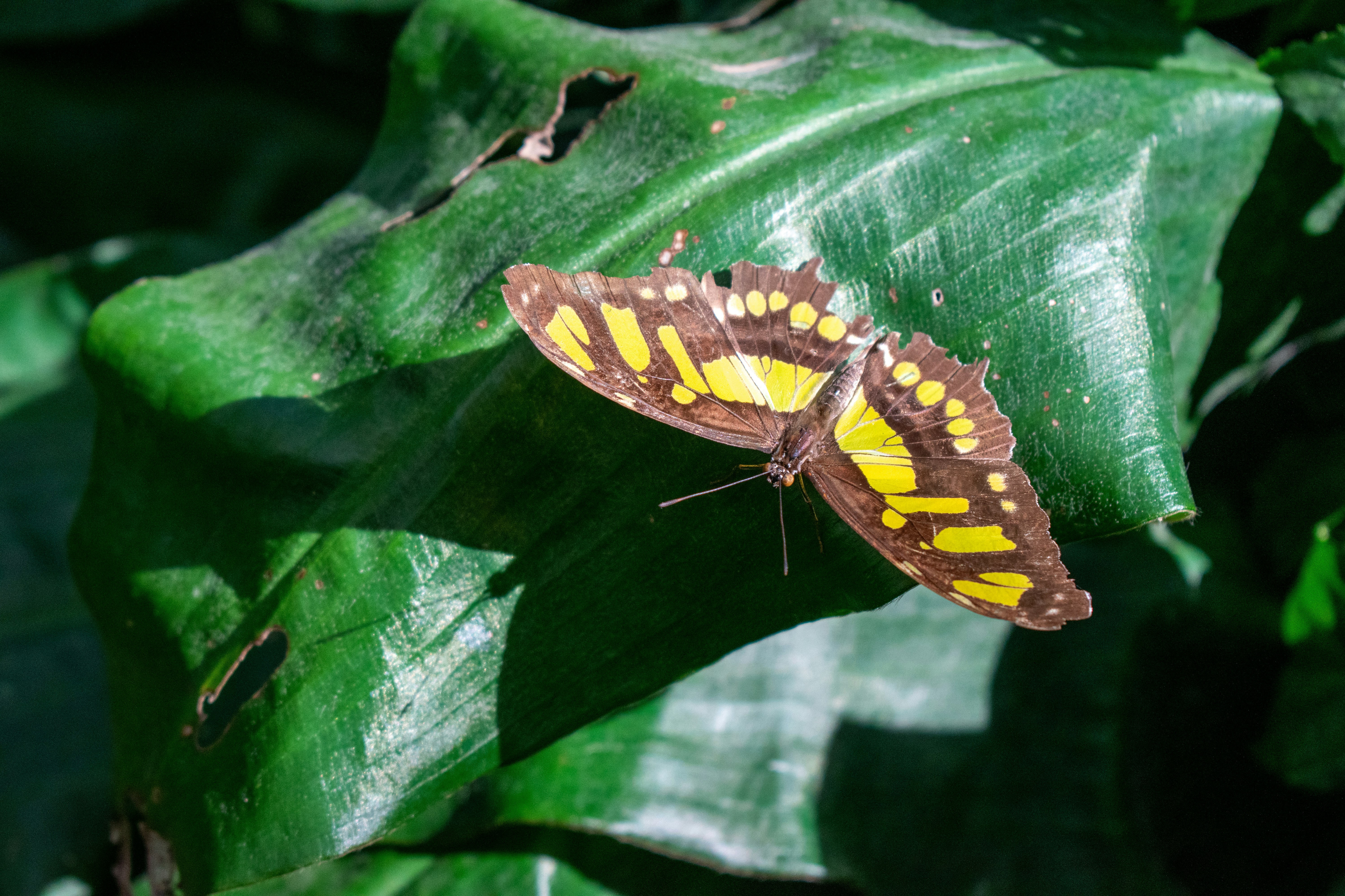 Yellow-Striped Butterfly Resting on a Sunlit Leaf