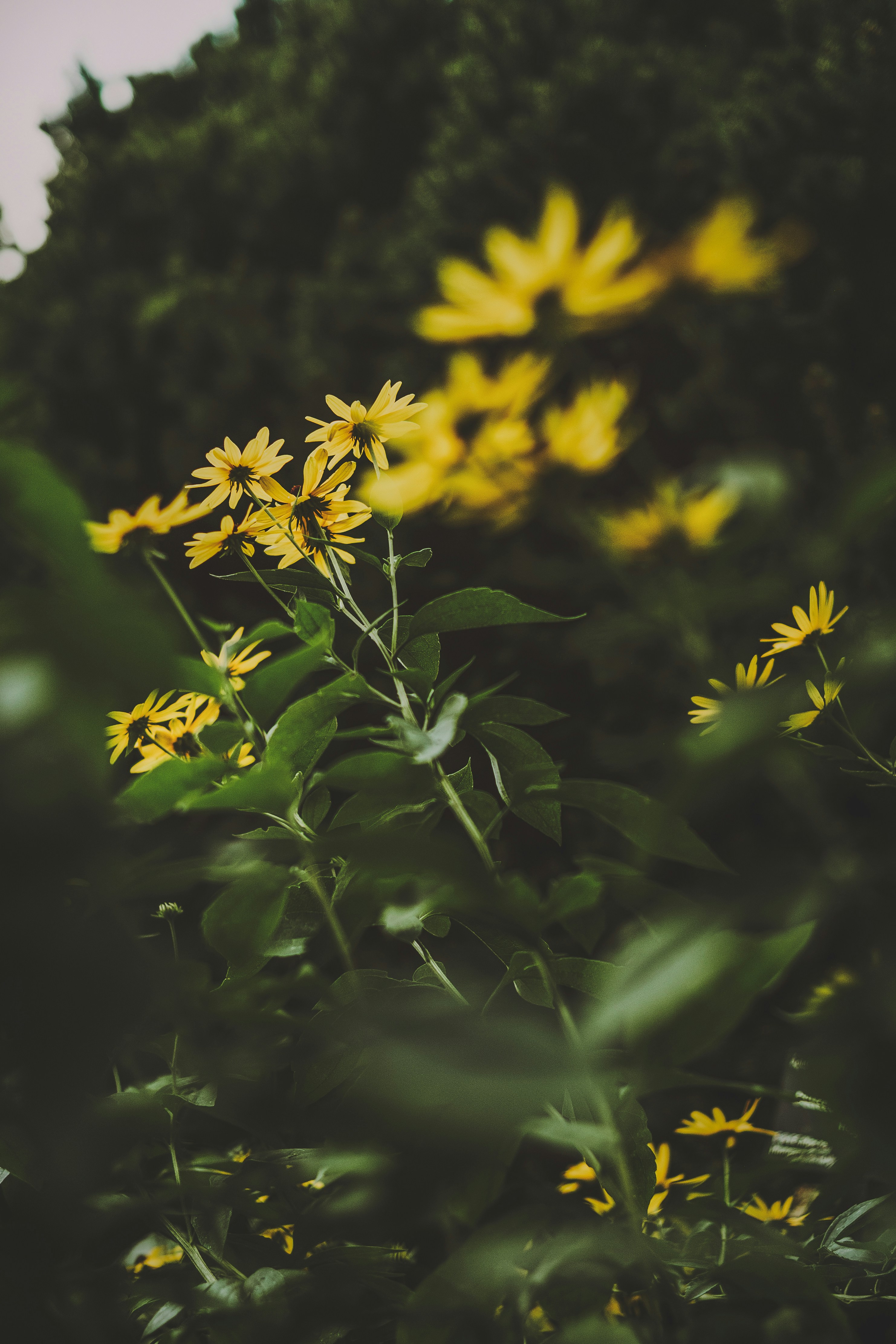 Sunny Cluster: Yellow Flowers Reaching Toward a Blurred Green Backdrop
