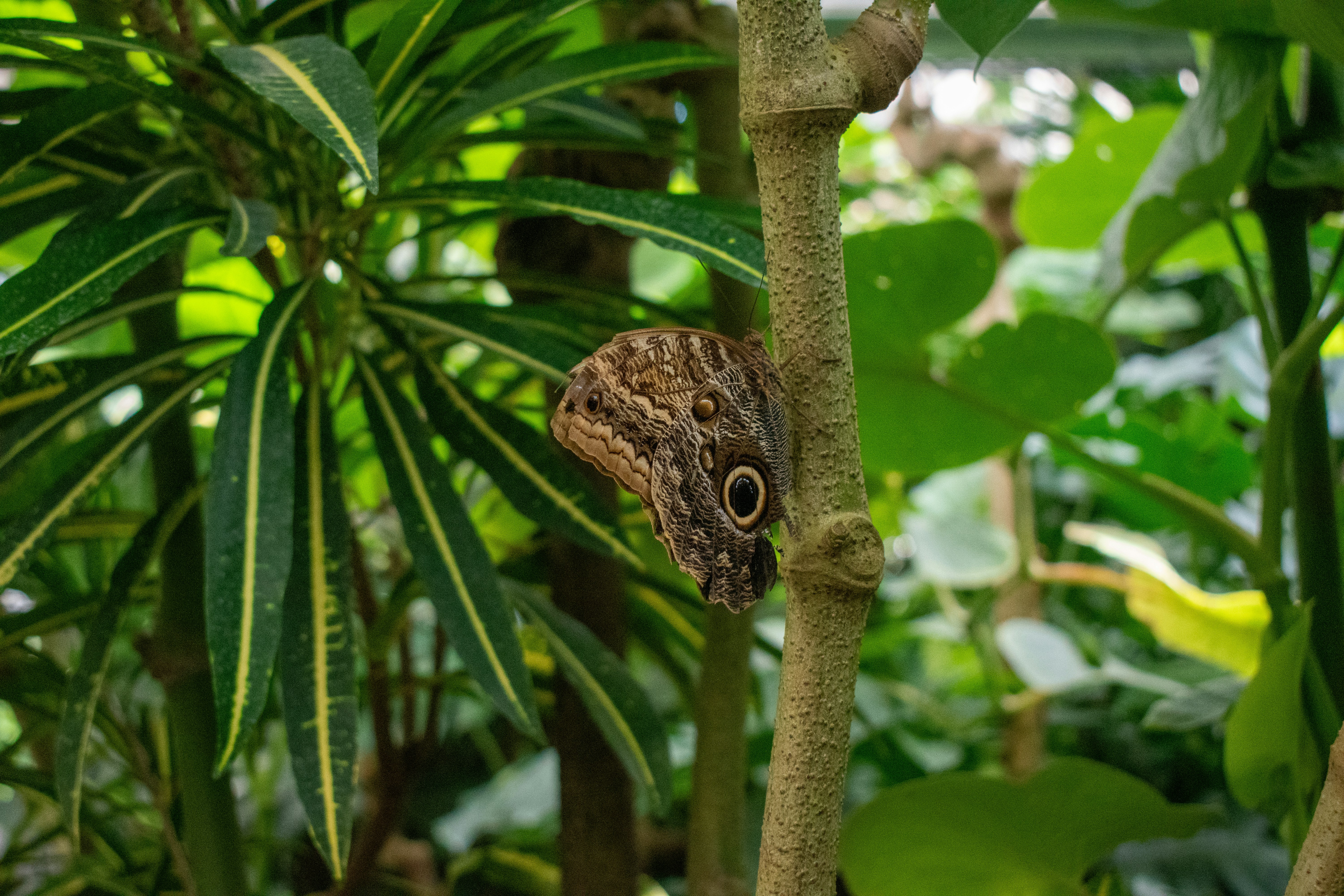 Moonlit Eye on a Serrated Bark: A Butterfly Resting in Quiet Green