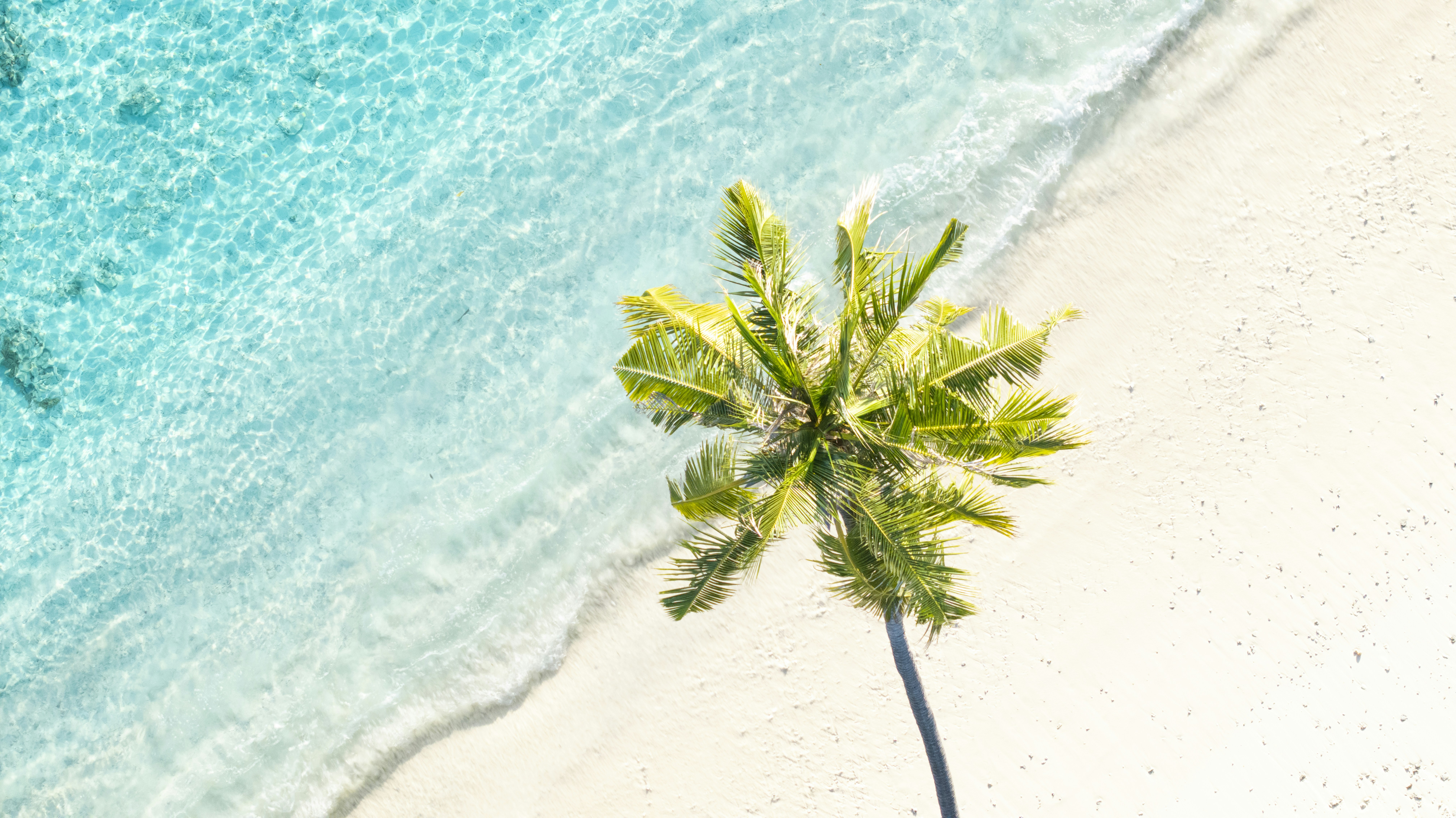 Azure edge: palm and shoreline kiss the turquoise sea
