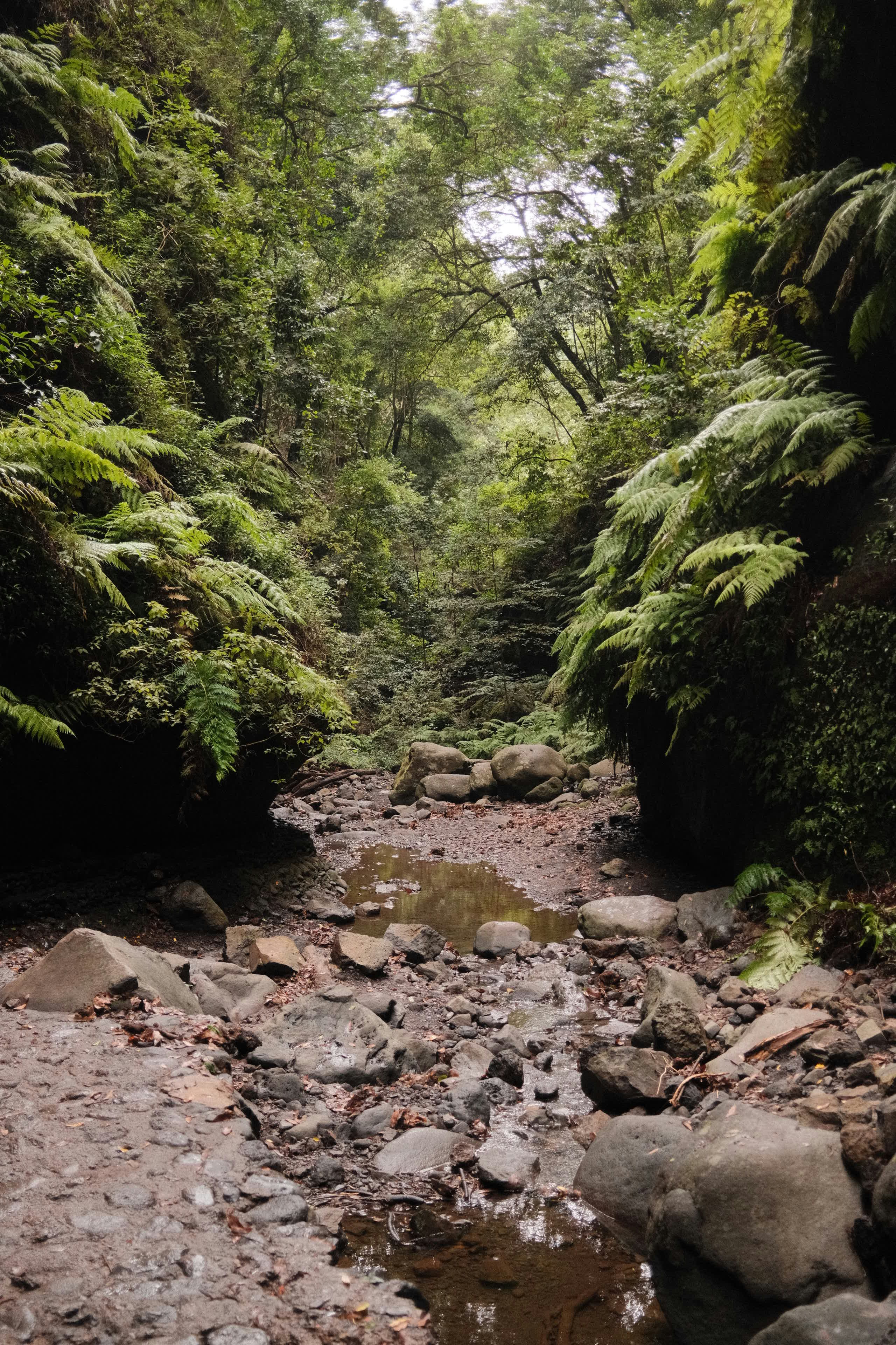 Forest Creekbed: Mossy Rocks and Gentle Flow Through Verdant Dales