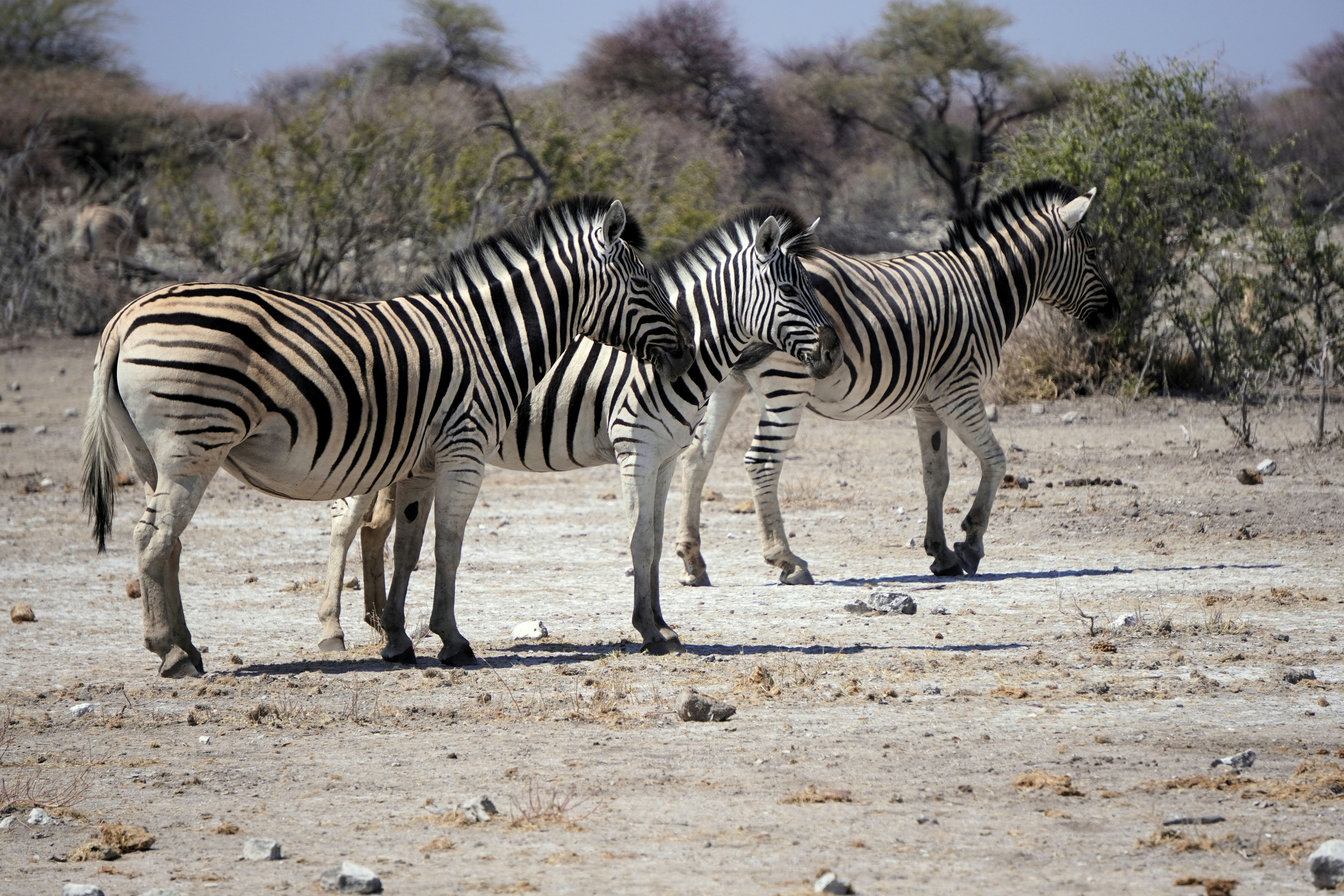 Three Stripe Companions at the Edge of the Dried Plain