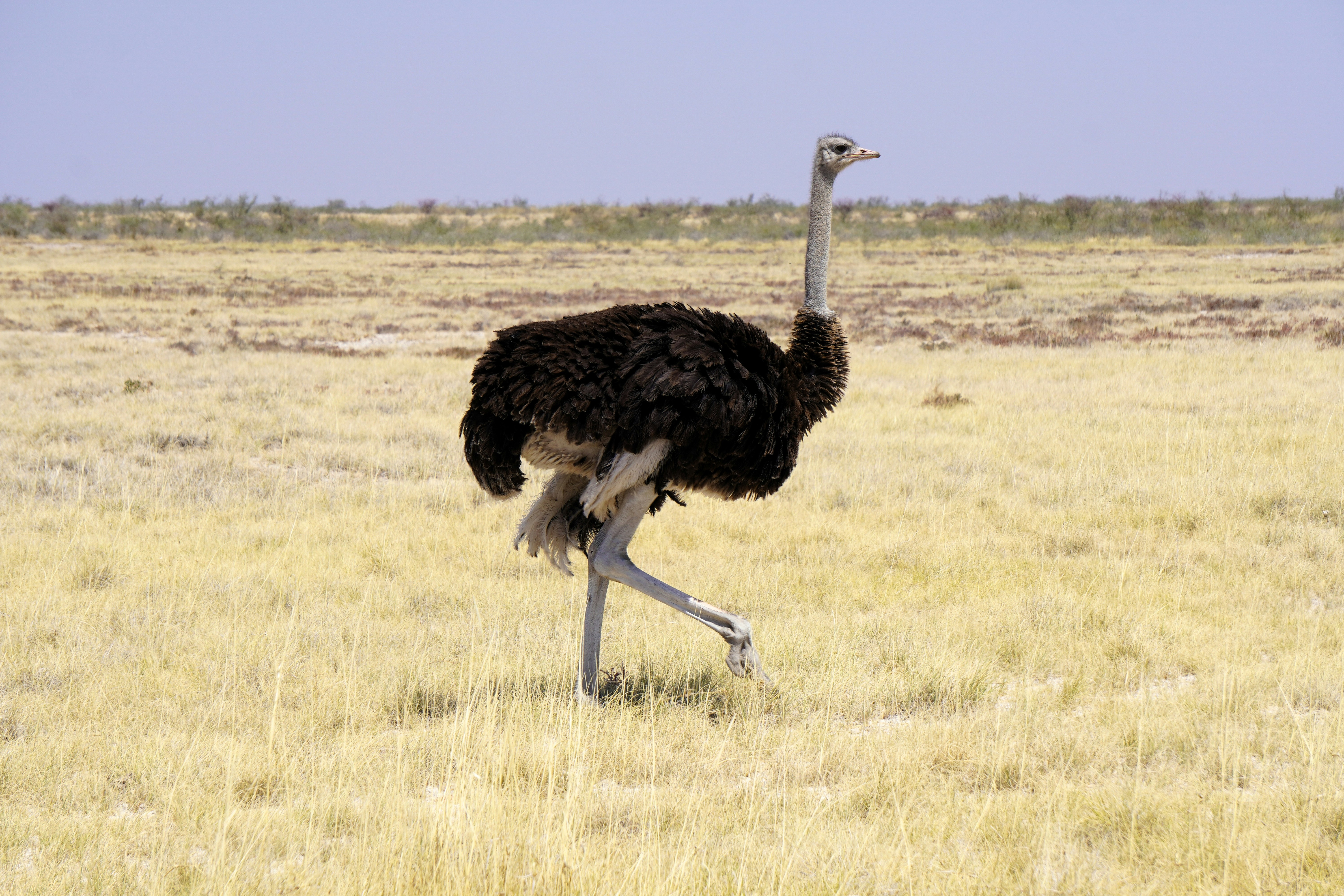 Lonely Runner in the Prairie: An Armored Stride Across Dried Grass