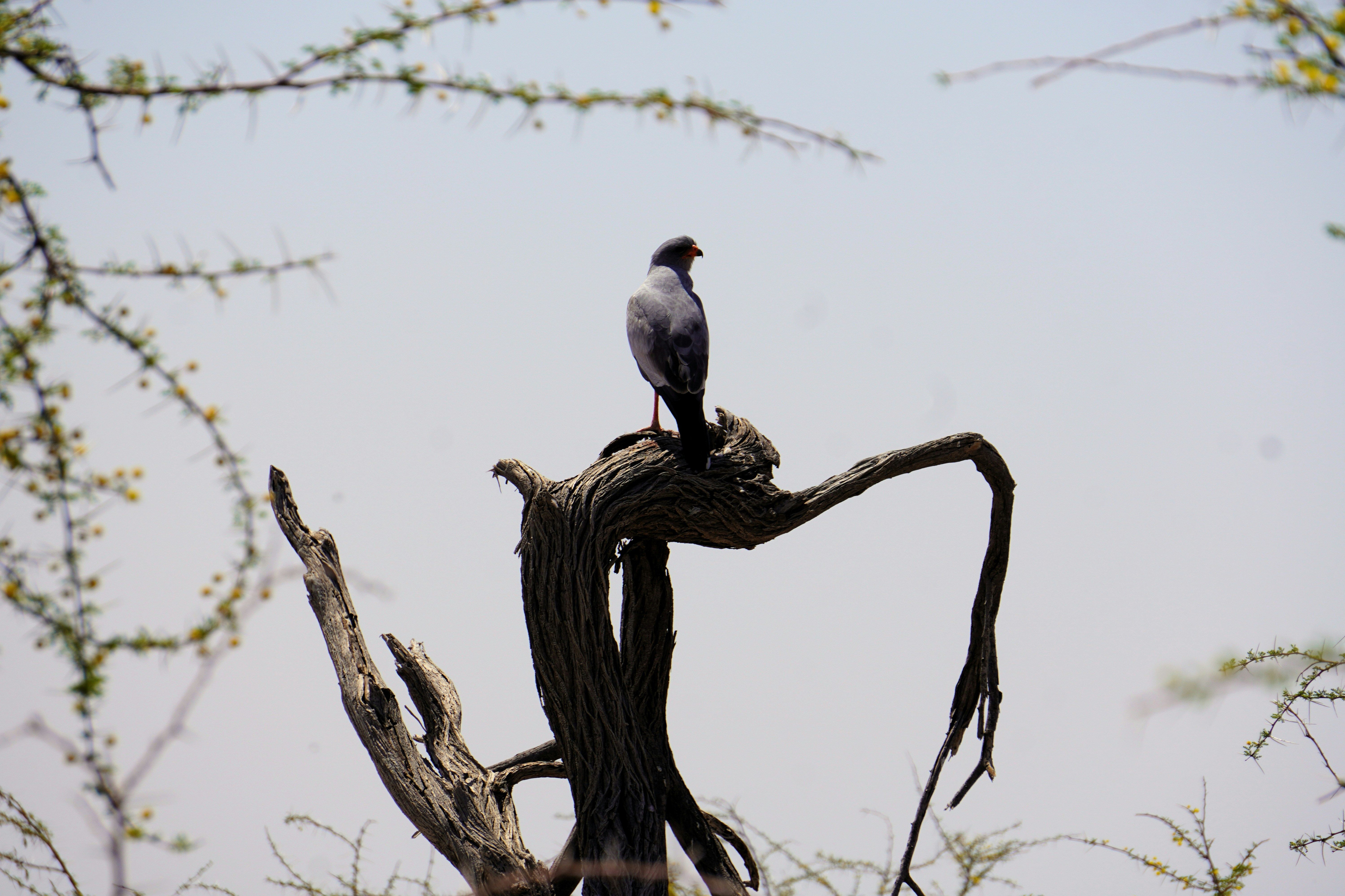 Perched Sentinel: A Vulture on a Gnarled Branch