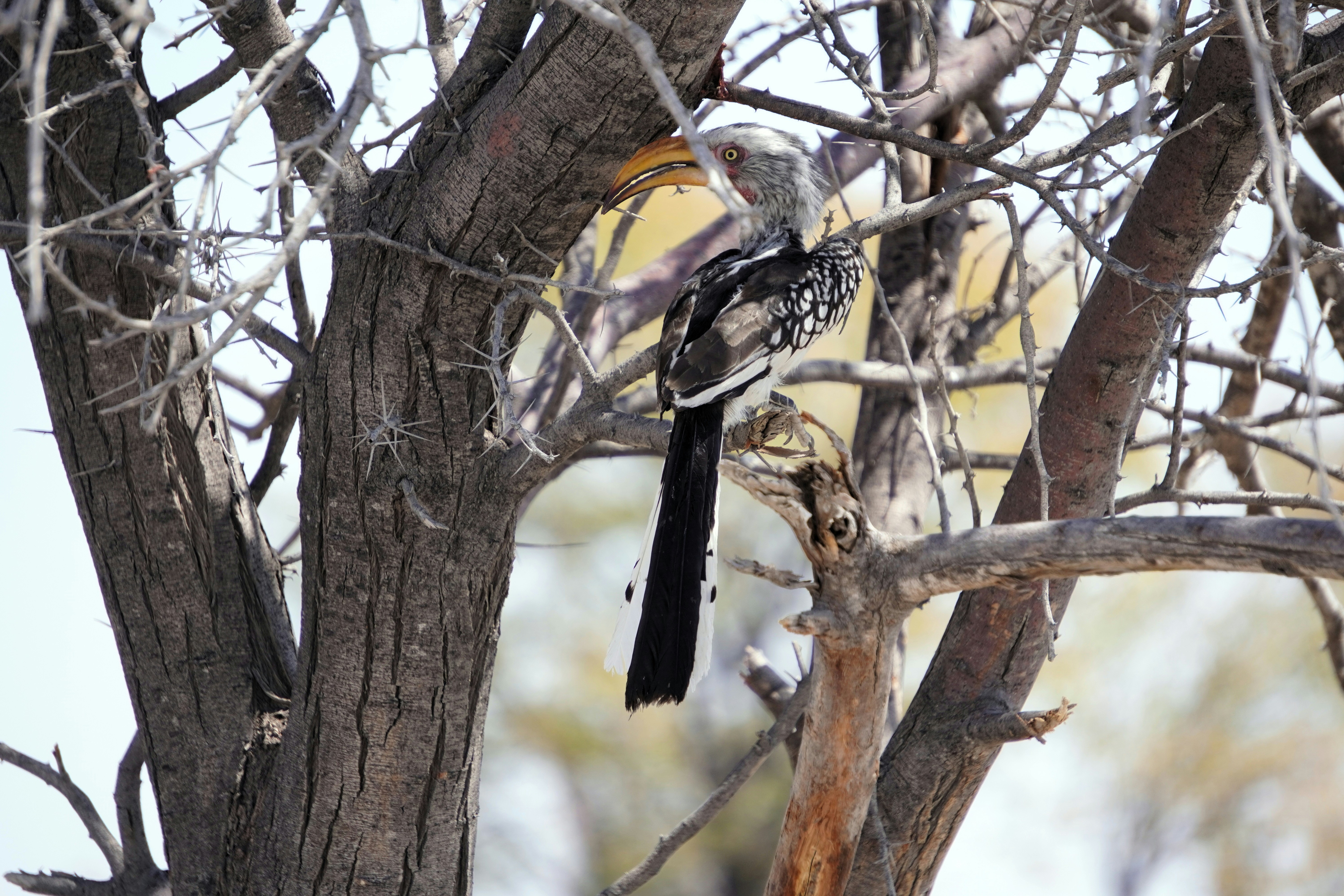 Perched Drongo in Winter Boughs