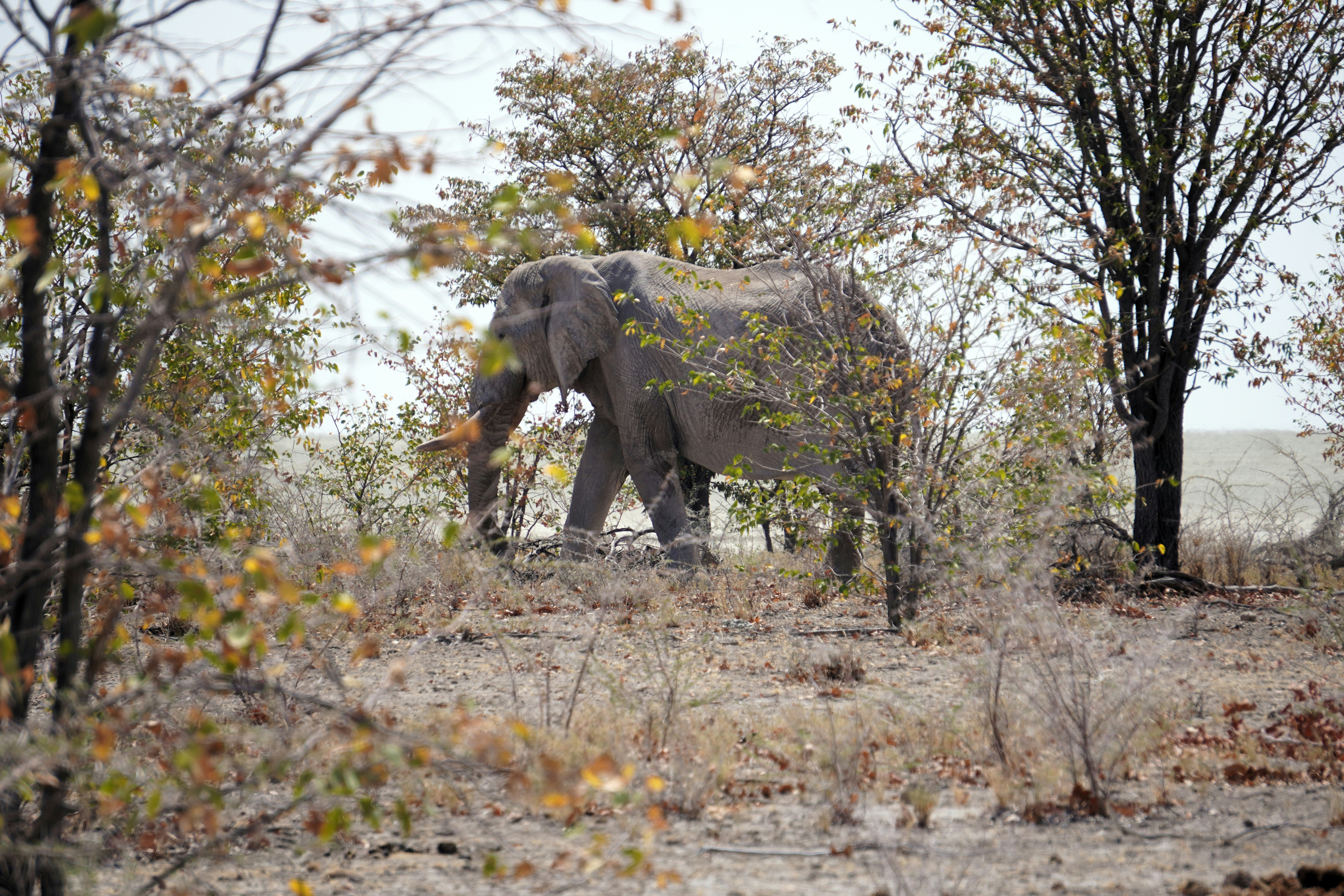 Gentle Giant on the Dune Edge