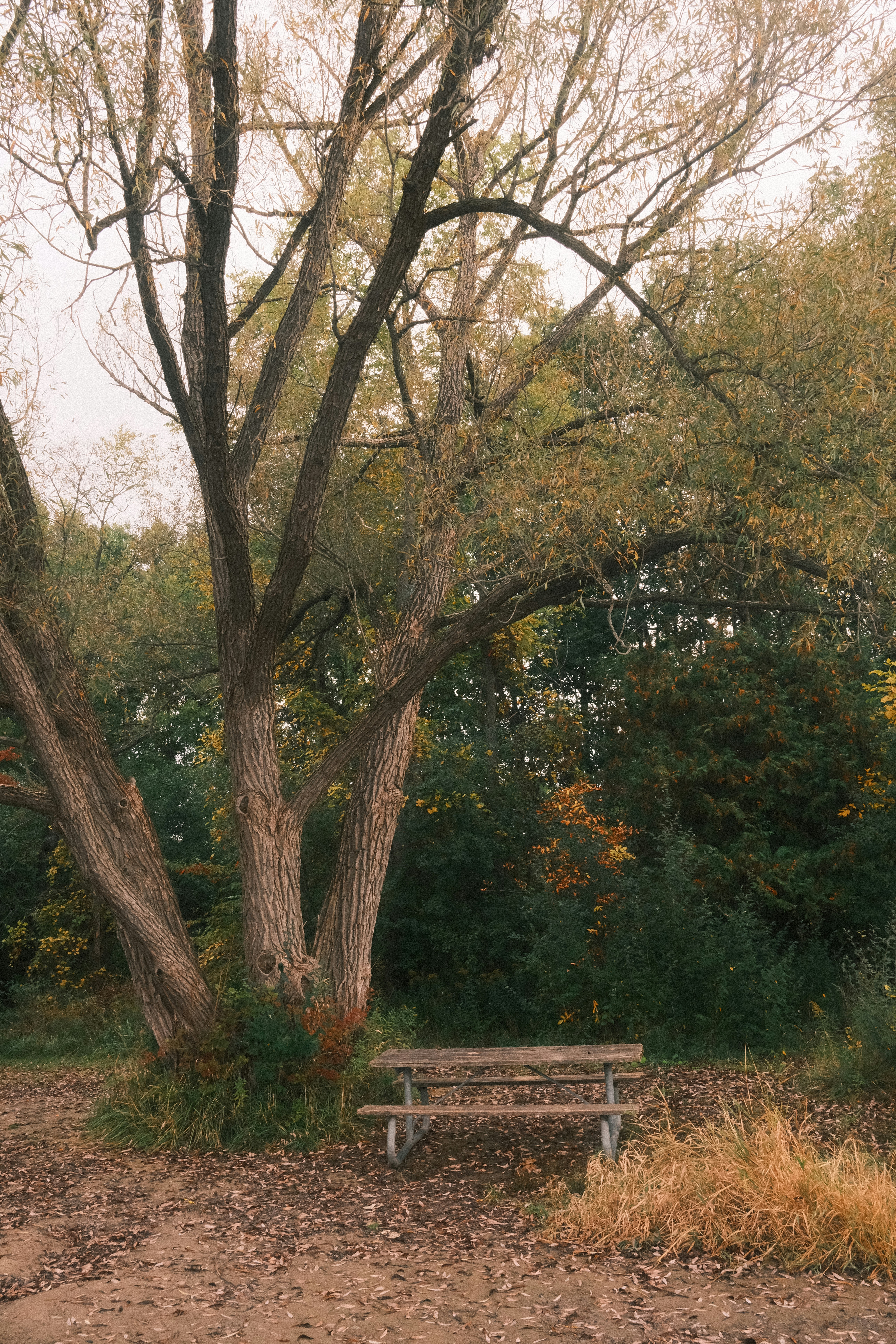 Whispering Oaks by the Quiet Bench