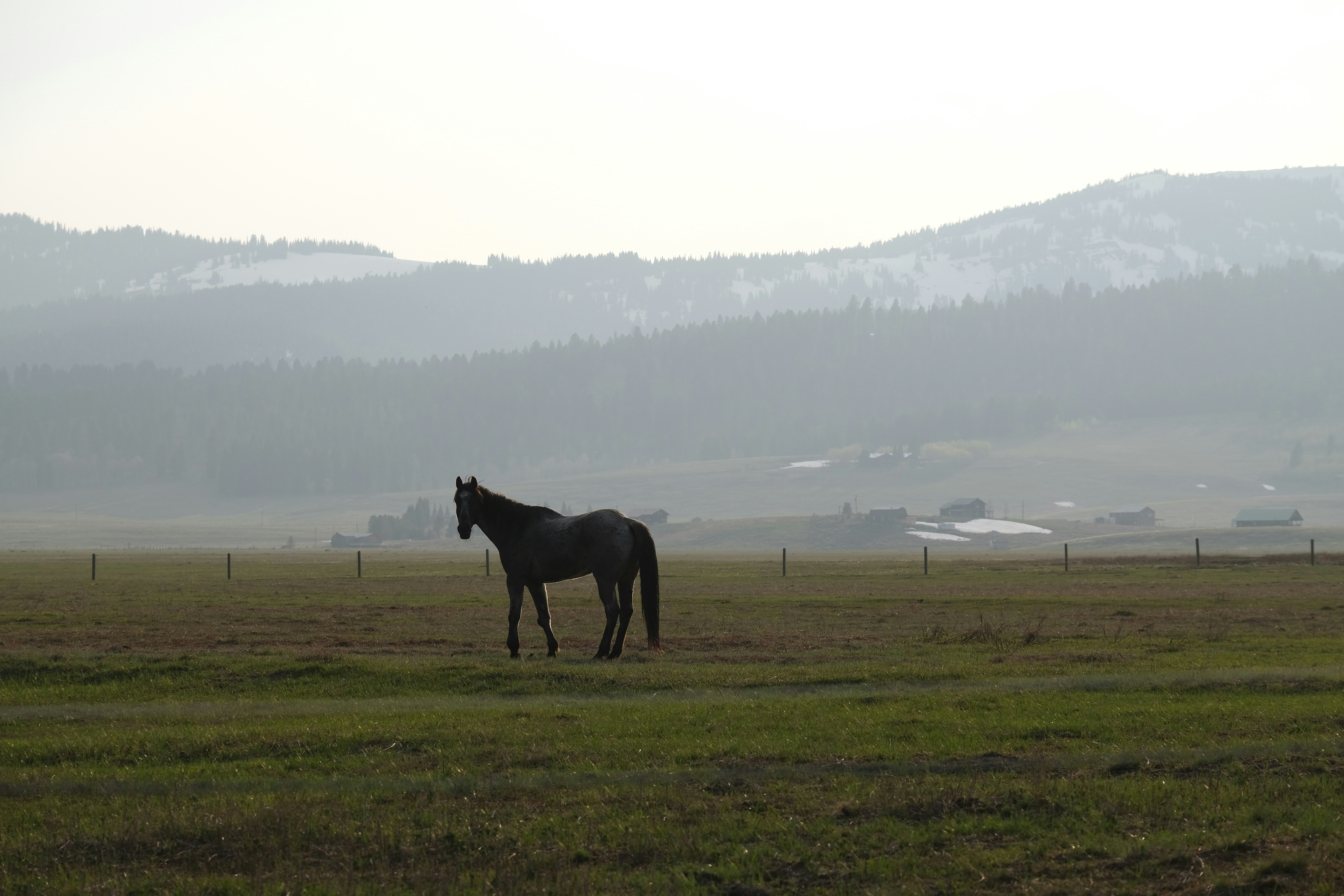 Lone Horse in a Misty Frontier