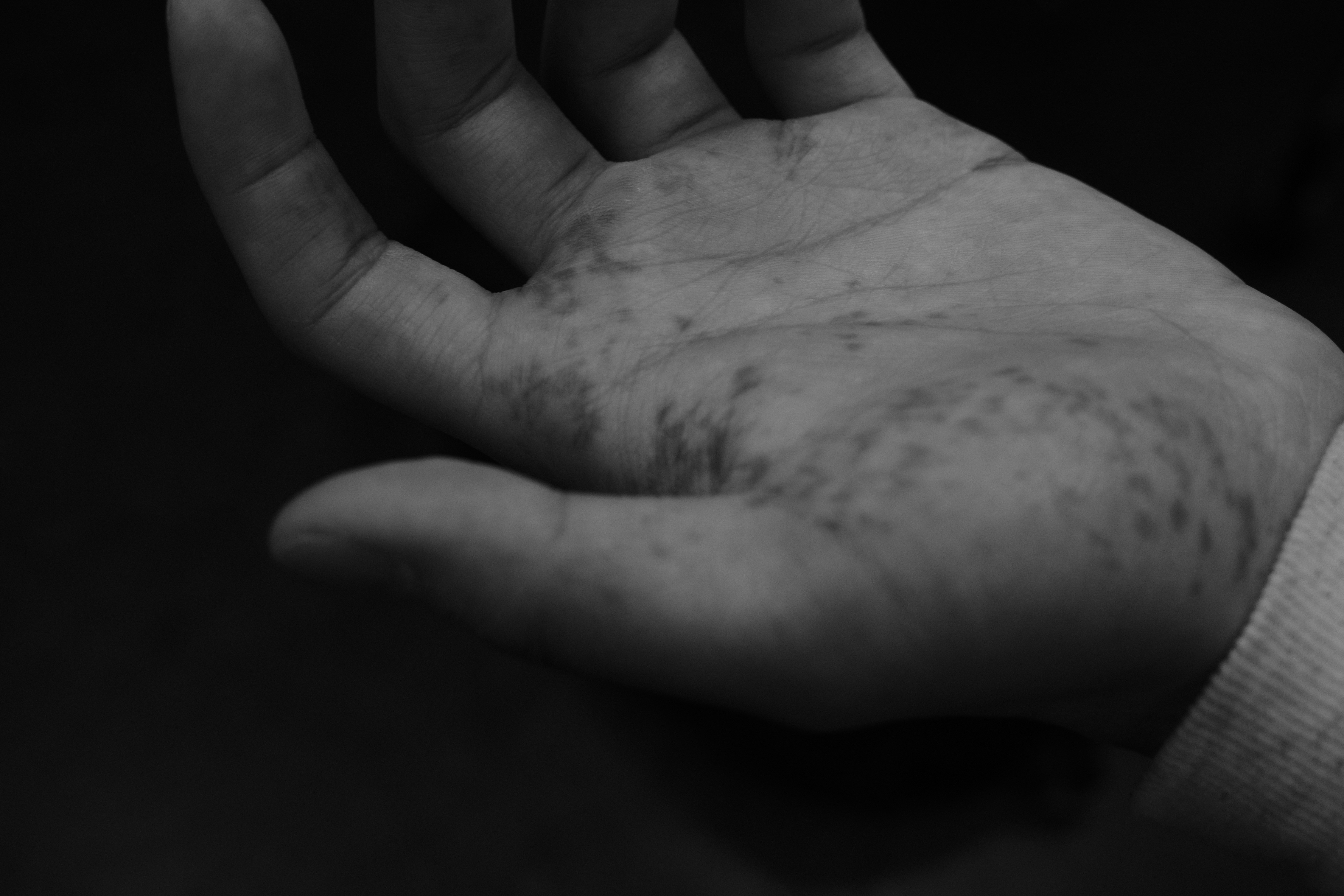Palm in Shadow: A Quiet Study of Texture and Light