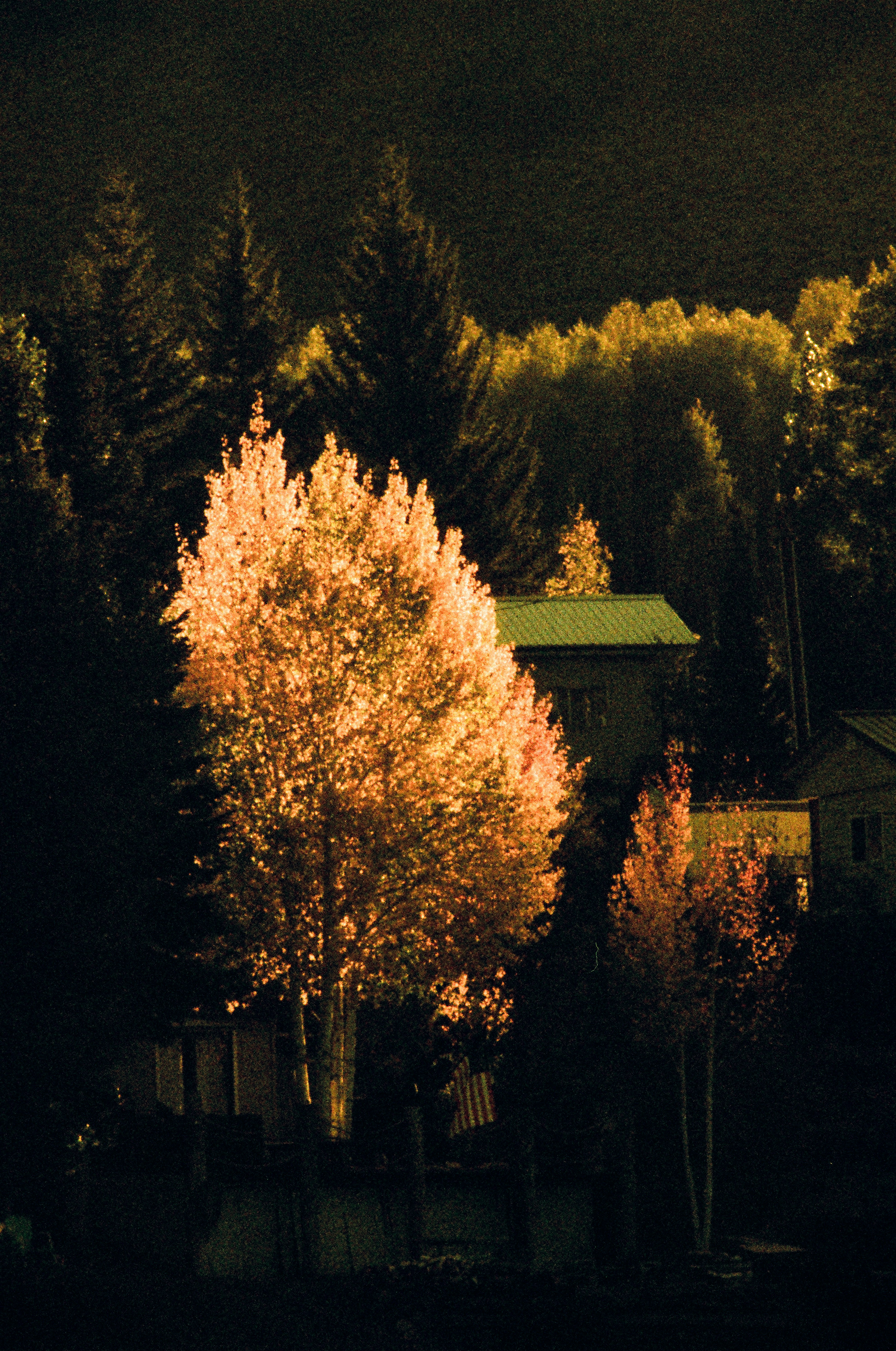 Soft-Glow Autumn Pines Behind a Quiet House