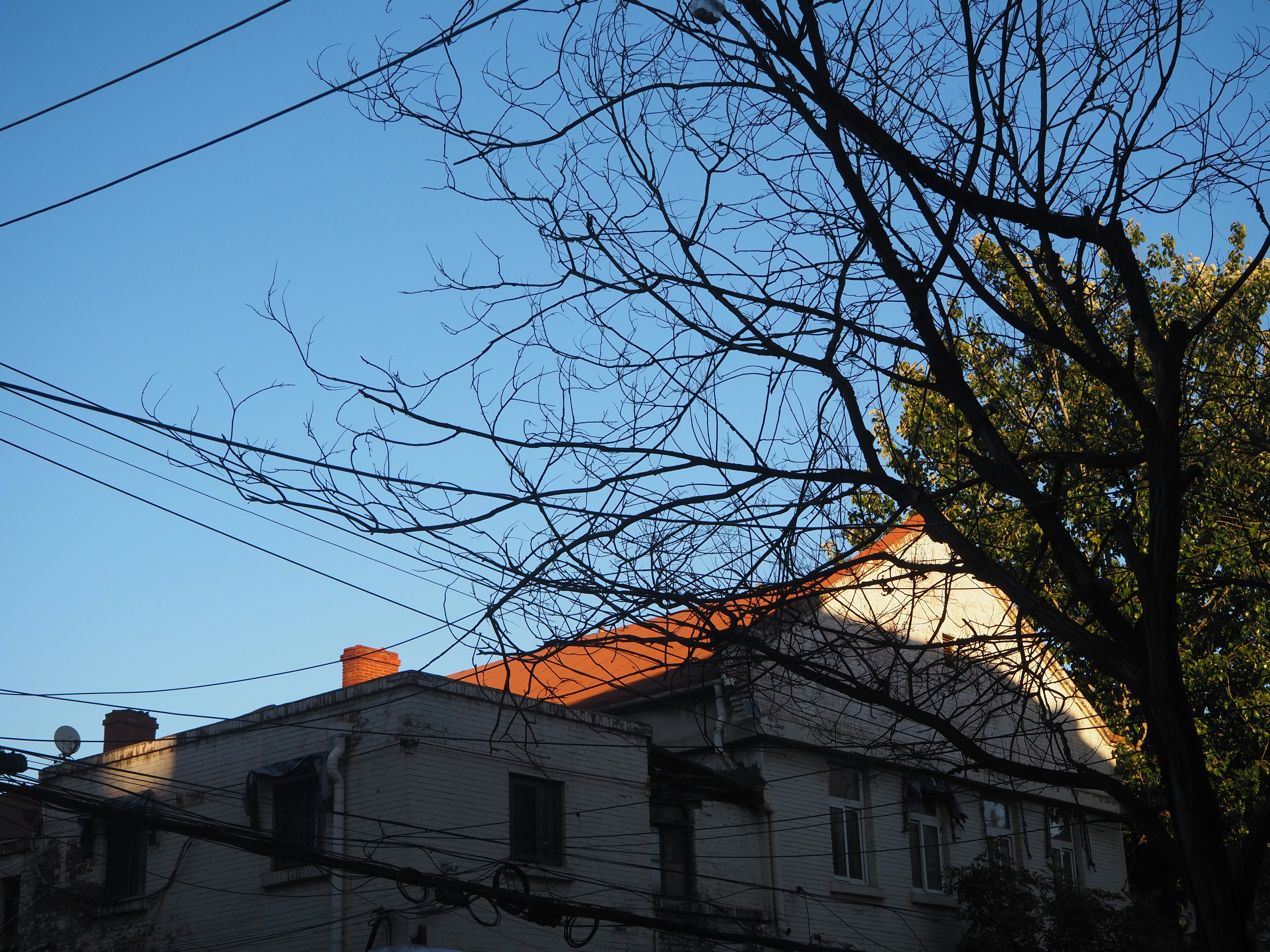 Sunlit Roofline and Silhouetted Tree Against Blue Sky
