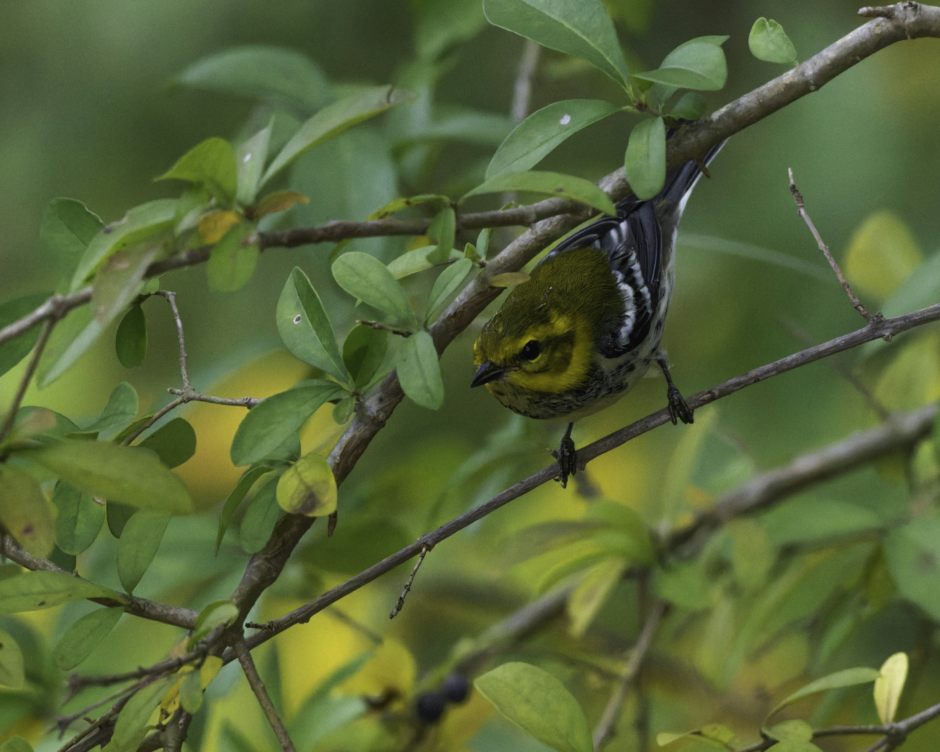 A black-throated green warbler perched on a thin branch among green leaves