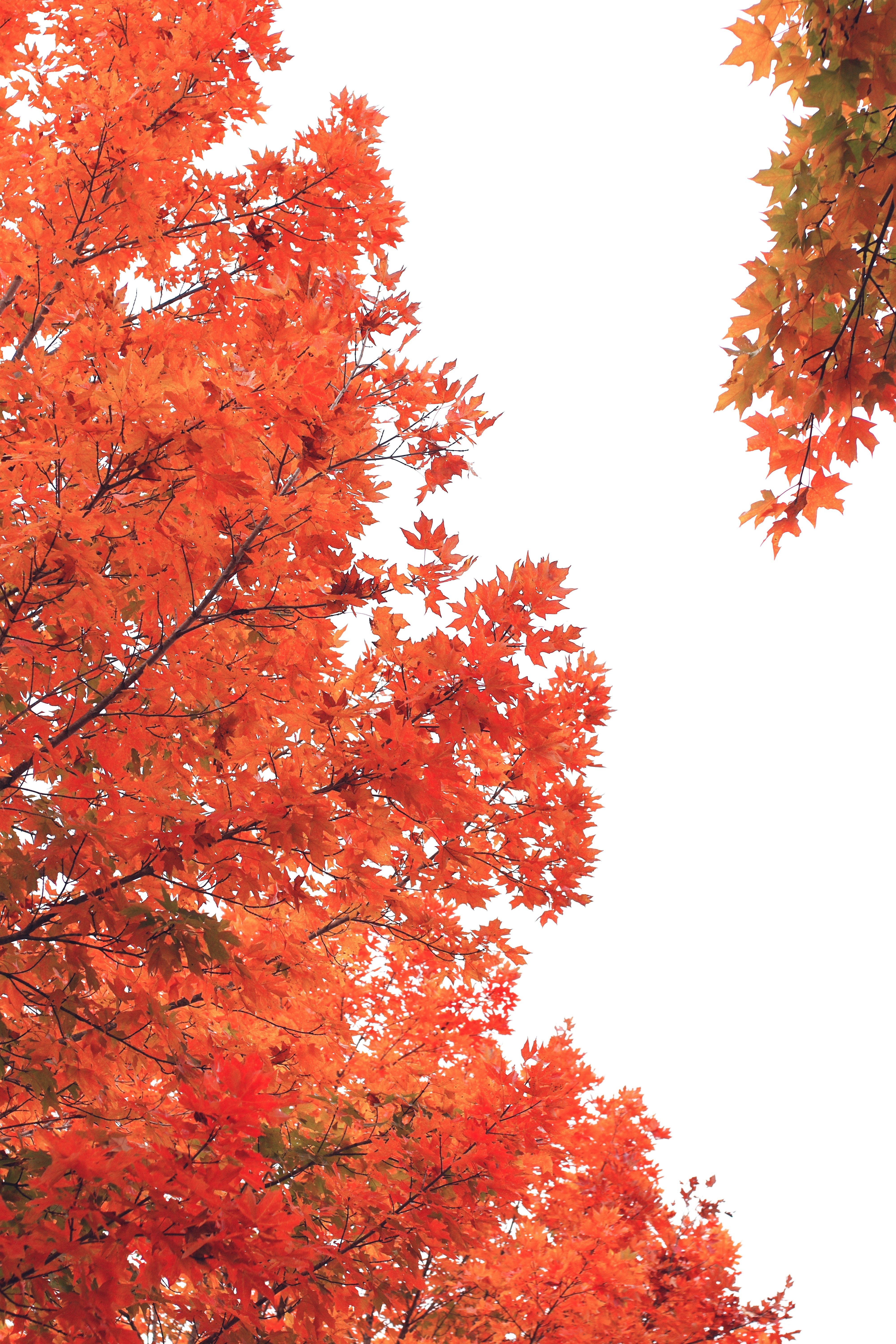 Crimson Maple Canopy Reaching Into a Bright Sky