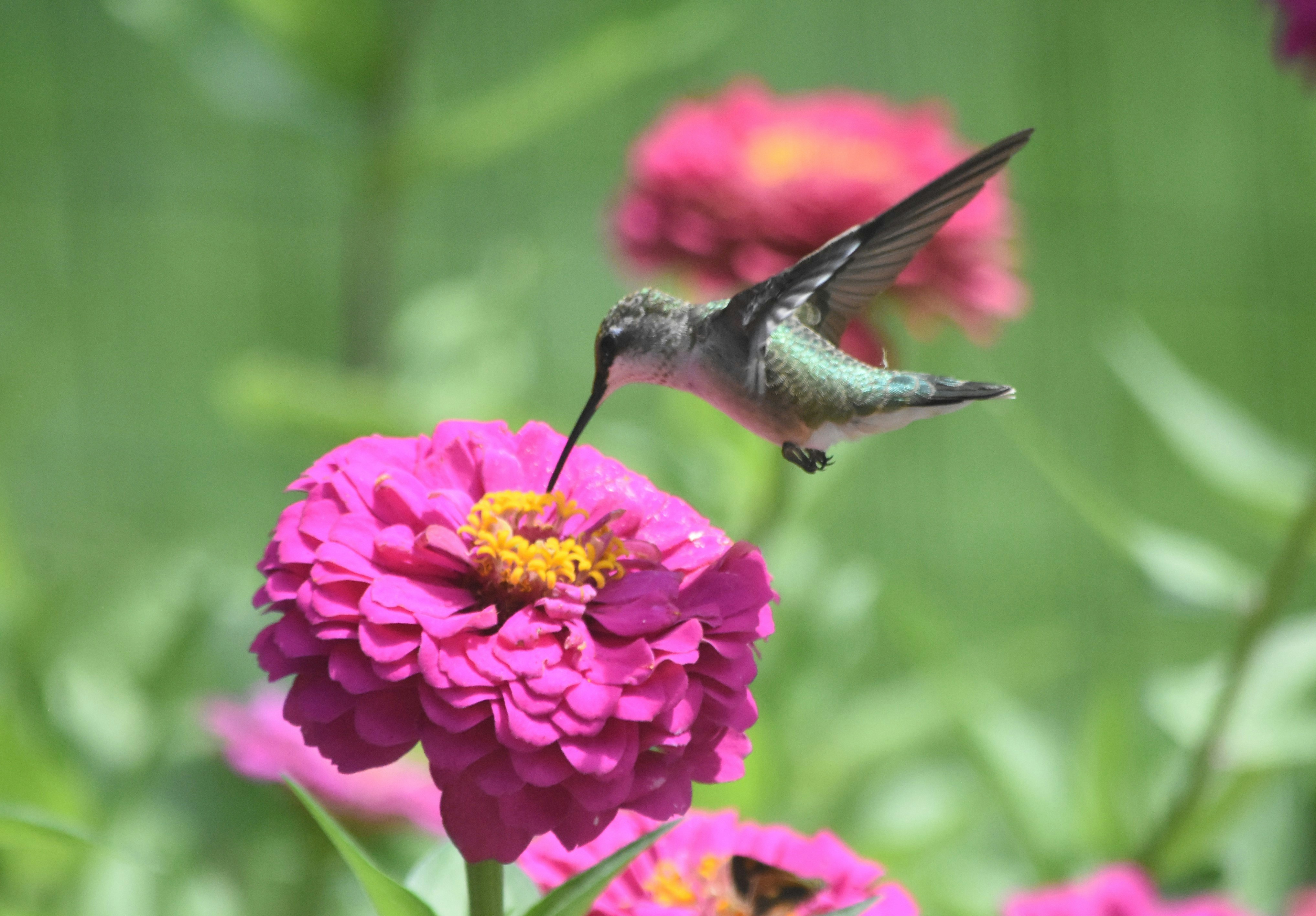 Hummingbird in Mid-Flight Over a Magenta Zinnia