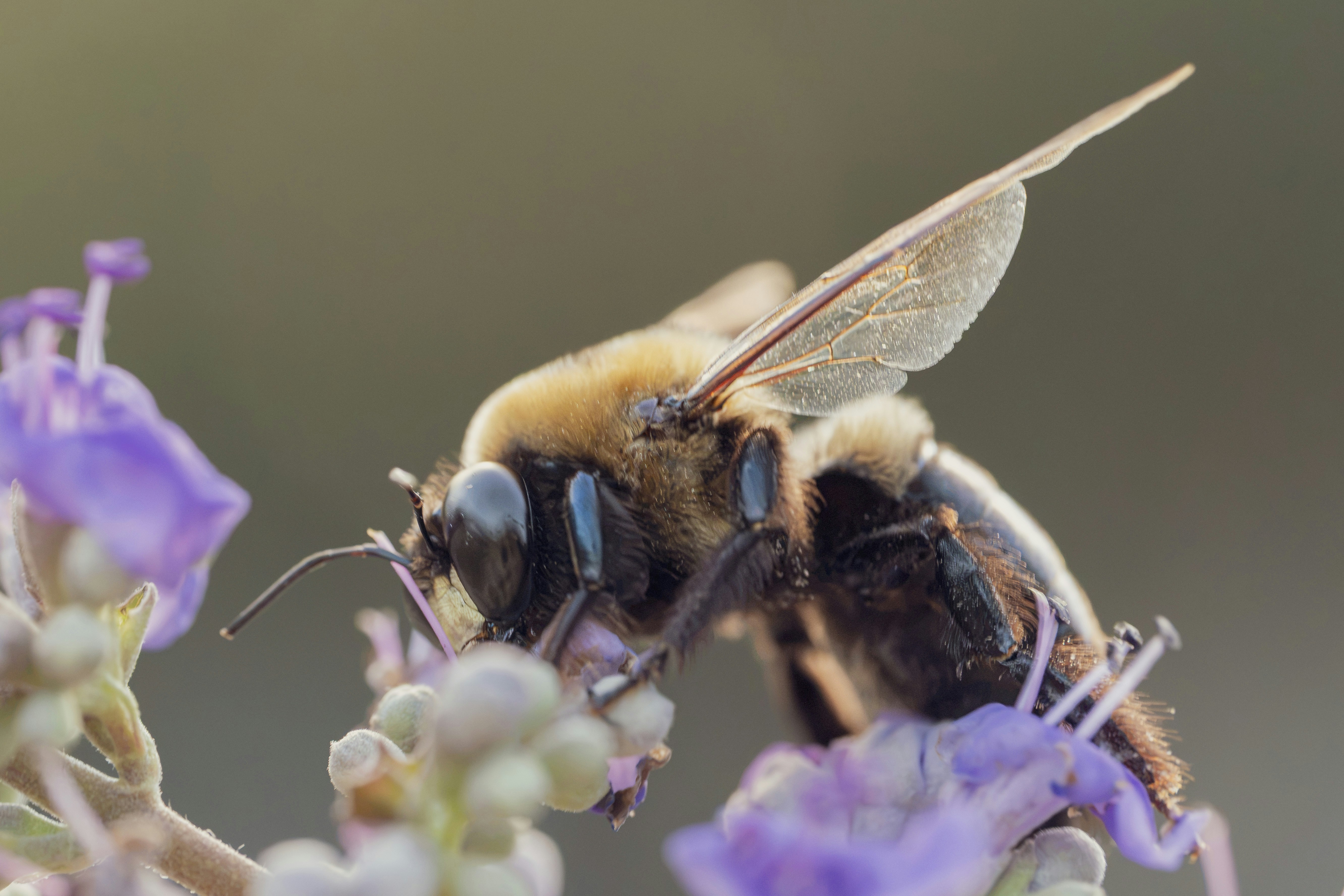 Macro encounter: a bee perched among purple blossoms with delicate wings