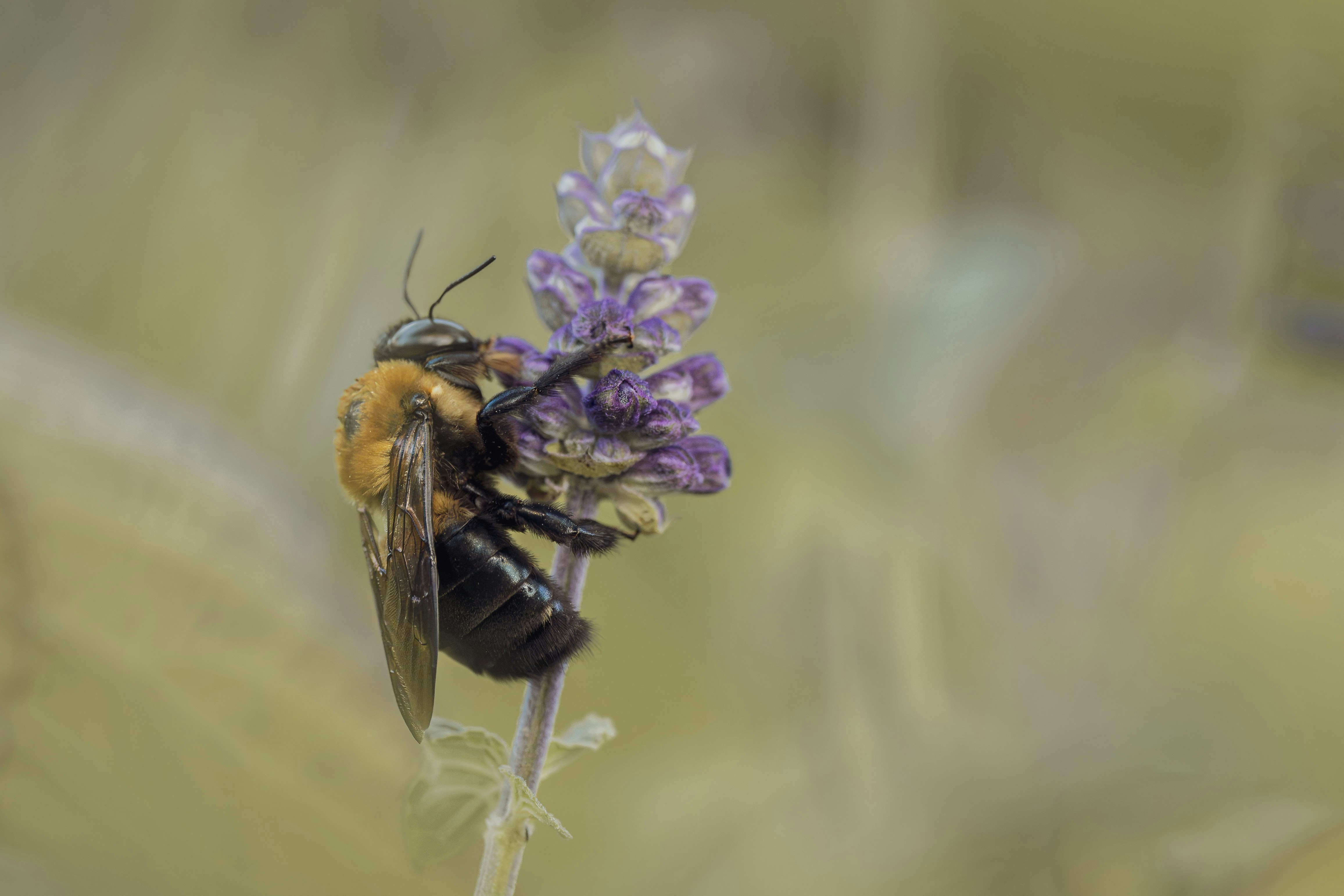 Golden-haired Bee Clinging to Purple Bloom in Soft Meadow Light