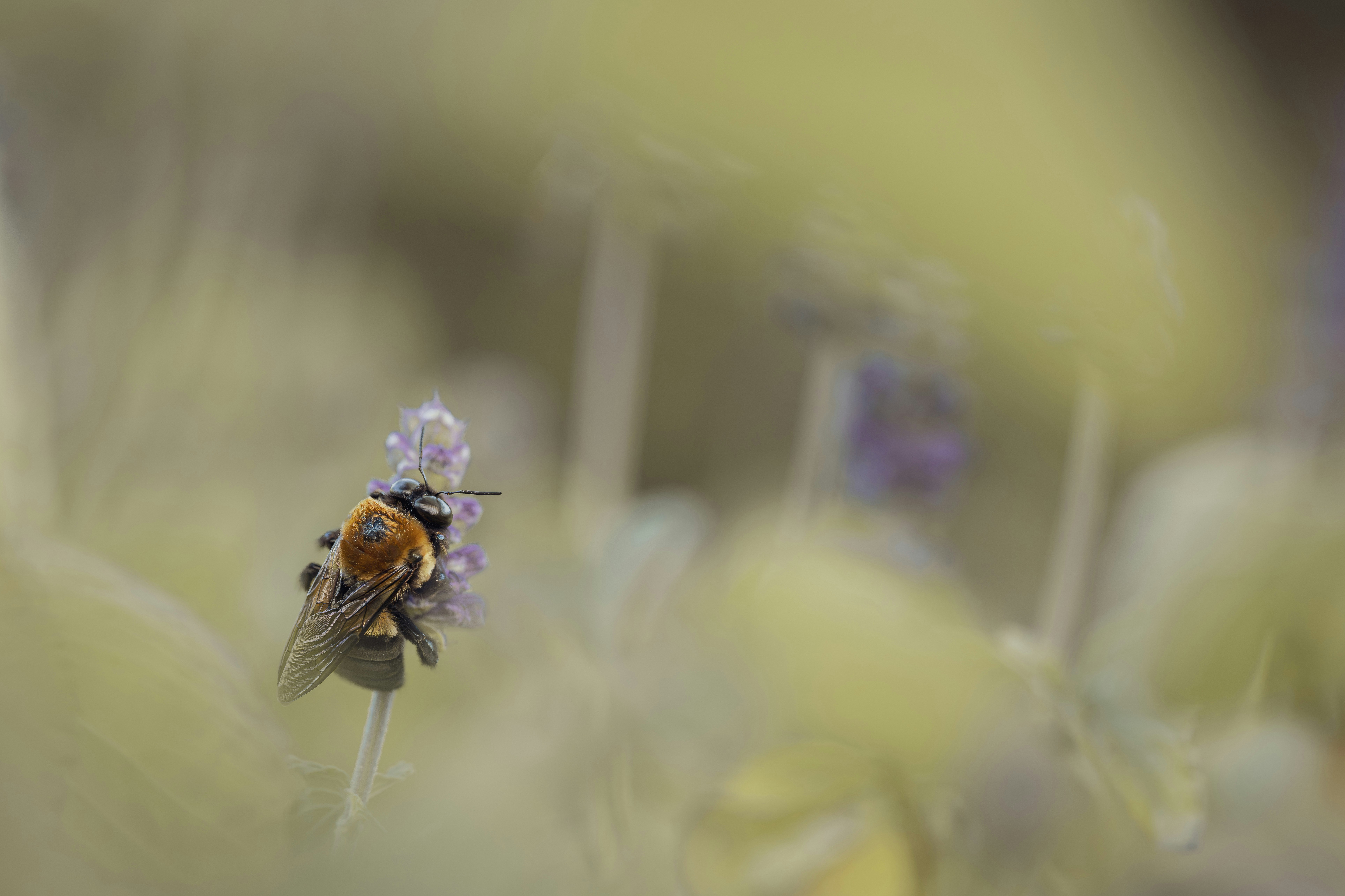 Bombus on a Lavender Stalk: A Moment of Quiet in the Meadow