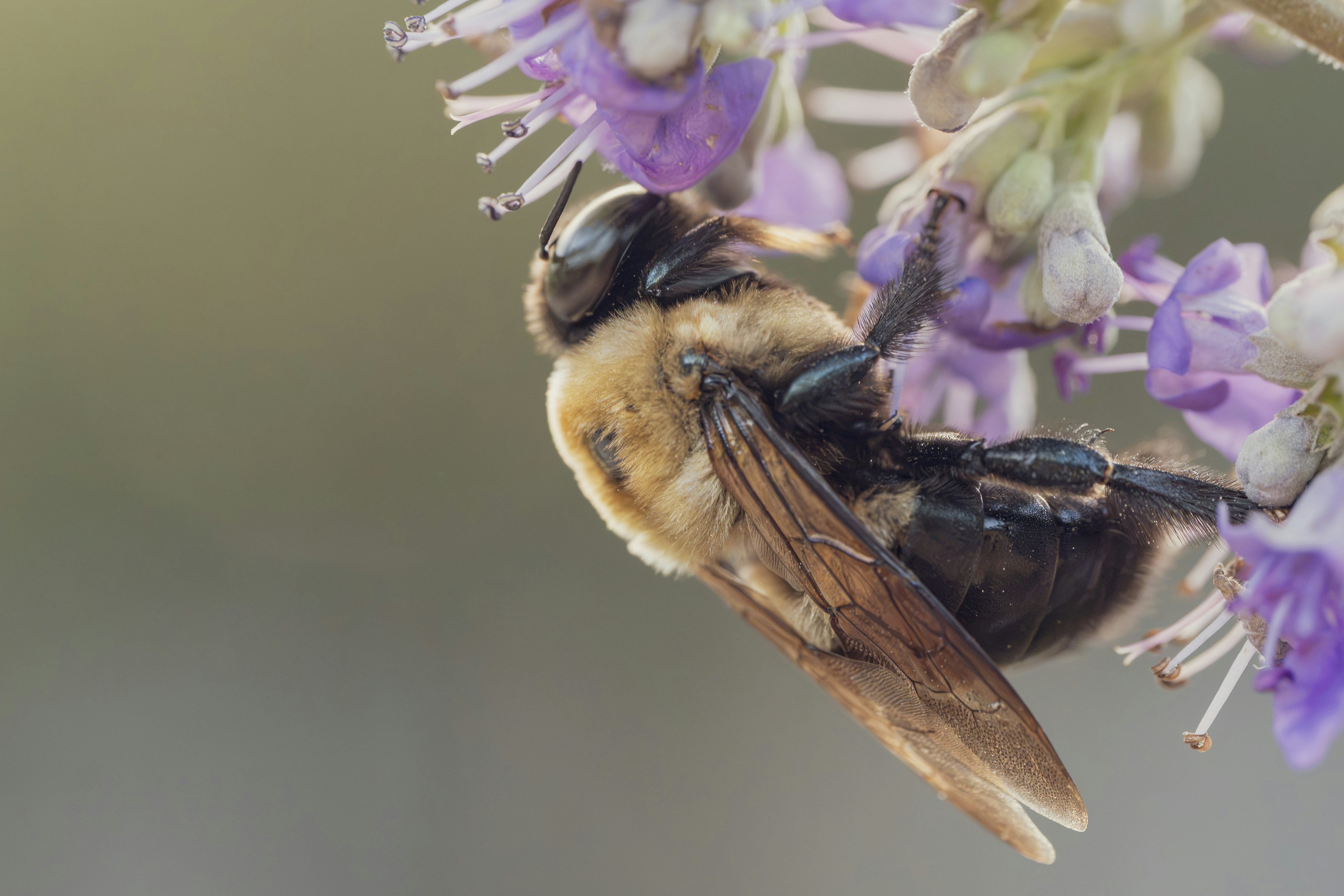 Buzzing on Lavender: A Bee in Close Focus