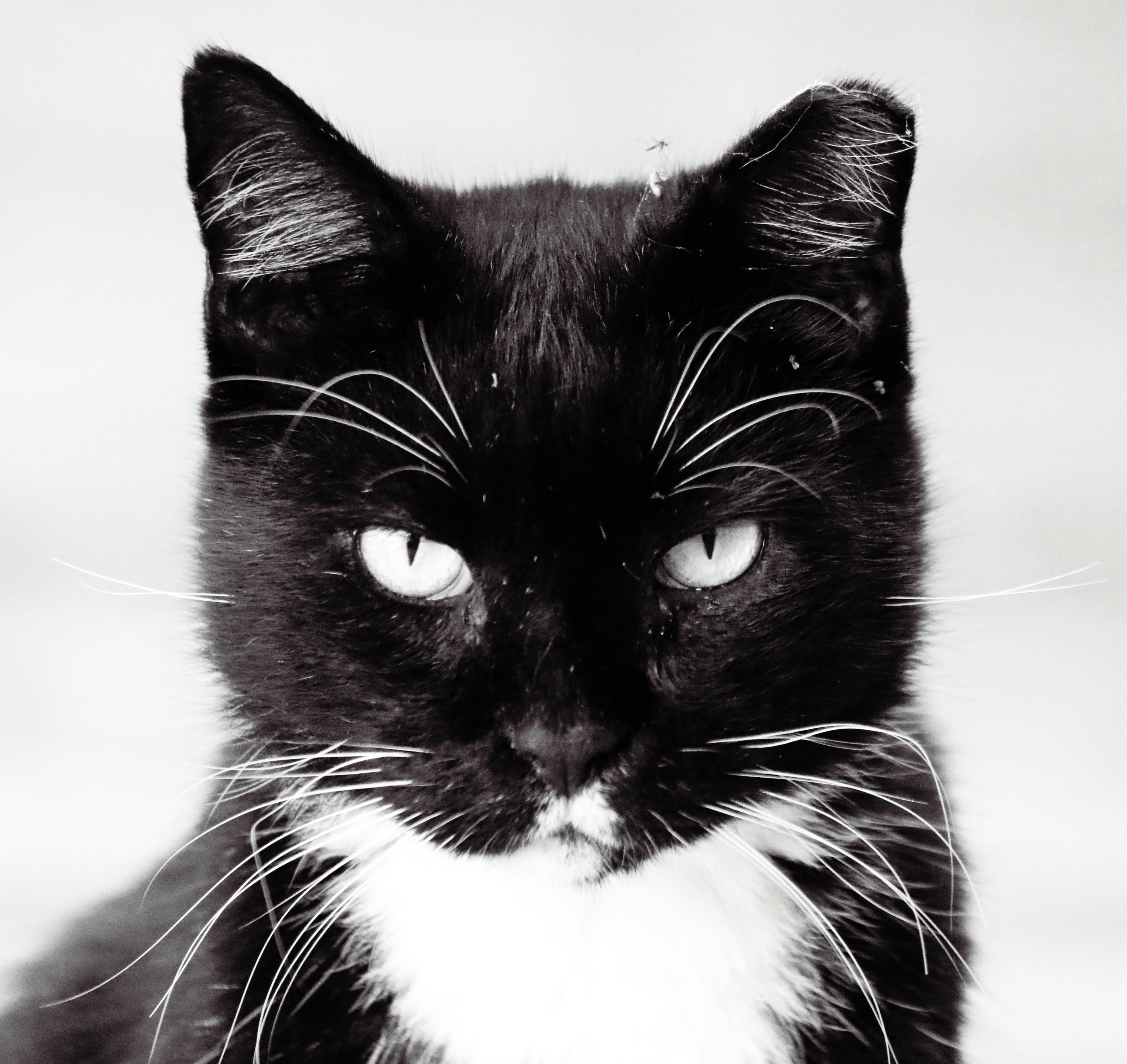 Monochrome Mirth: A Cat's Stare in Silent Focus