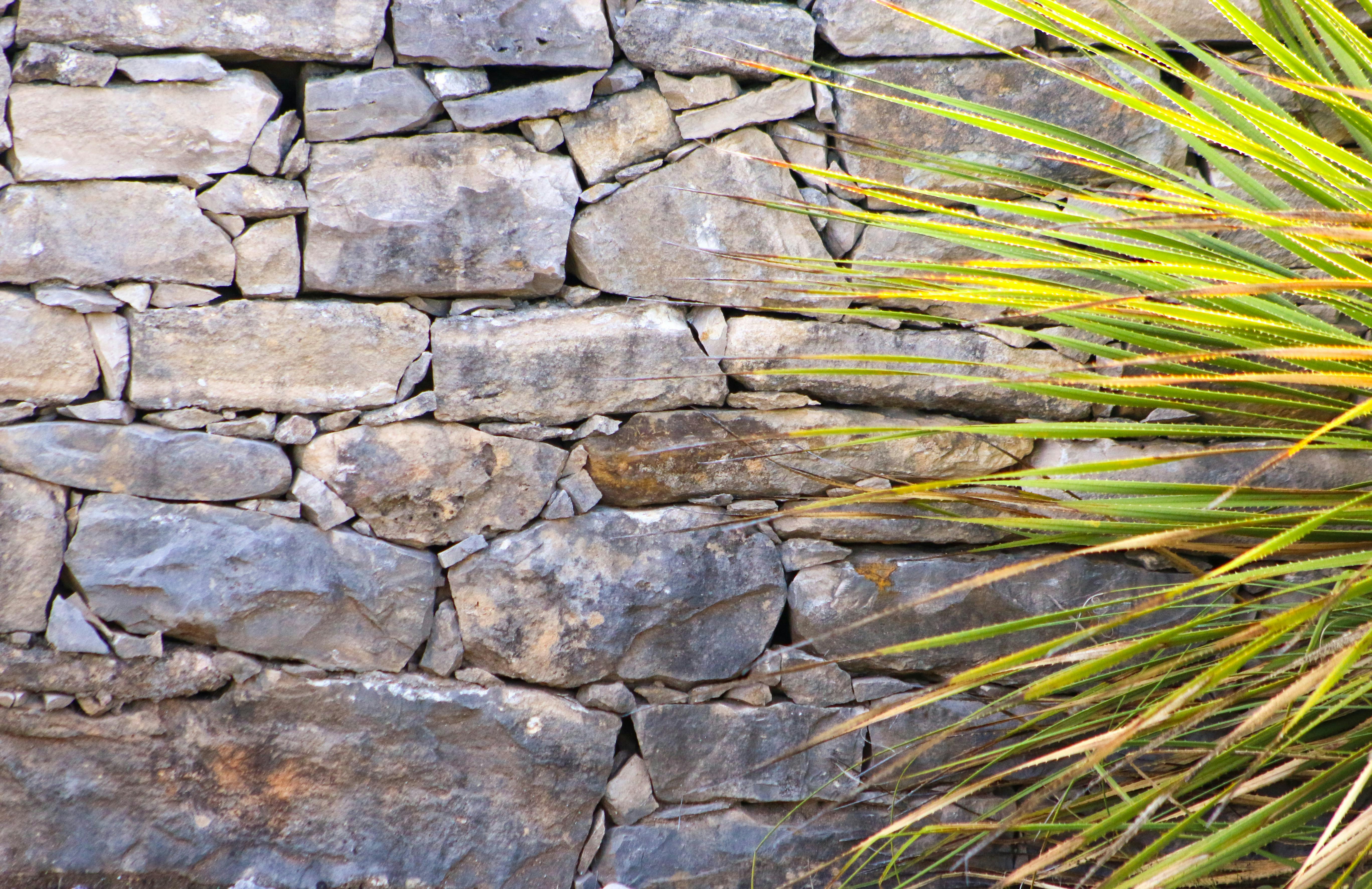 Rugged Stone Wall with Sunlit Palm-Like Grass Fronds