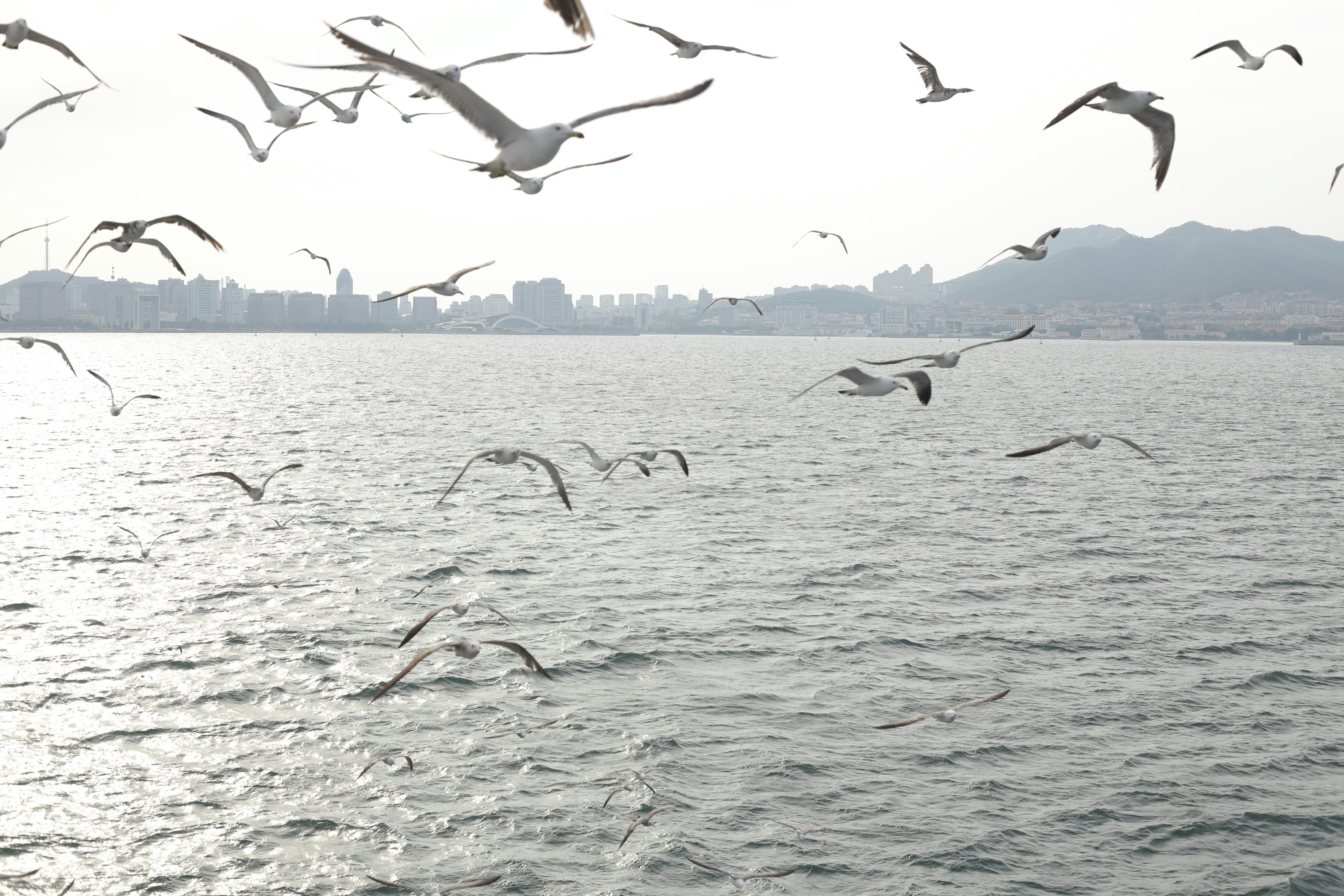 Gulls in Flight Over Sunlit Harbor