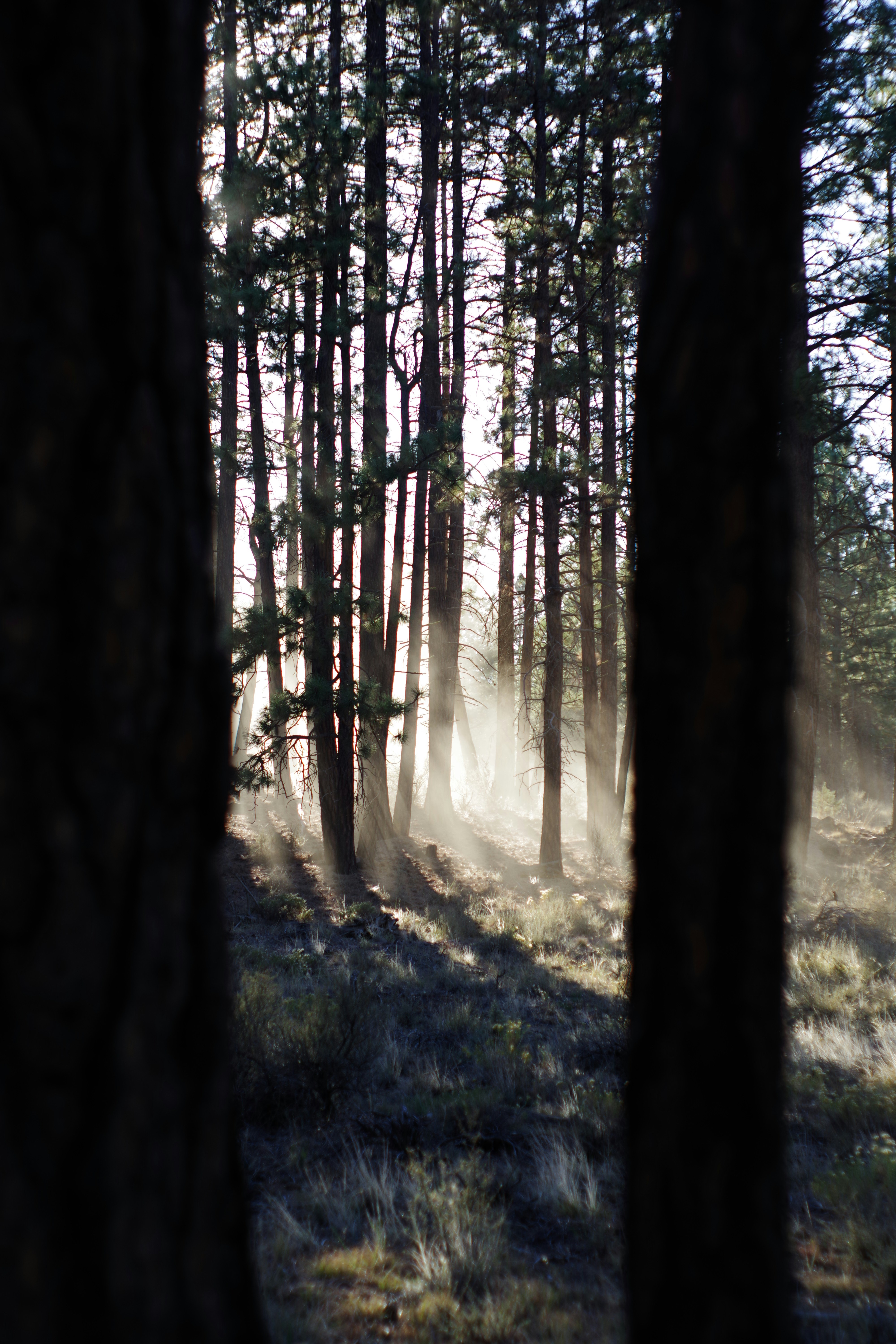 Sunlit forest through slender pines with morning mist