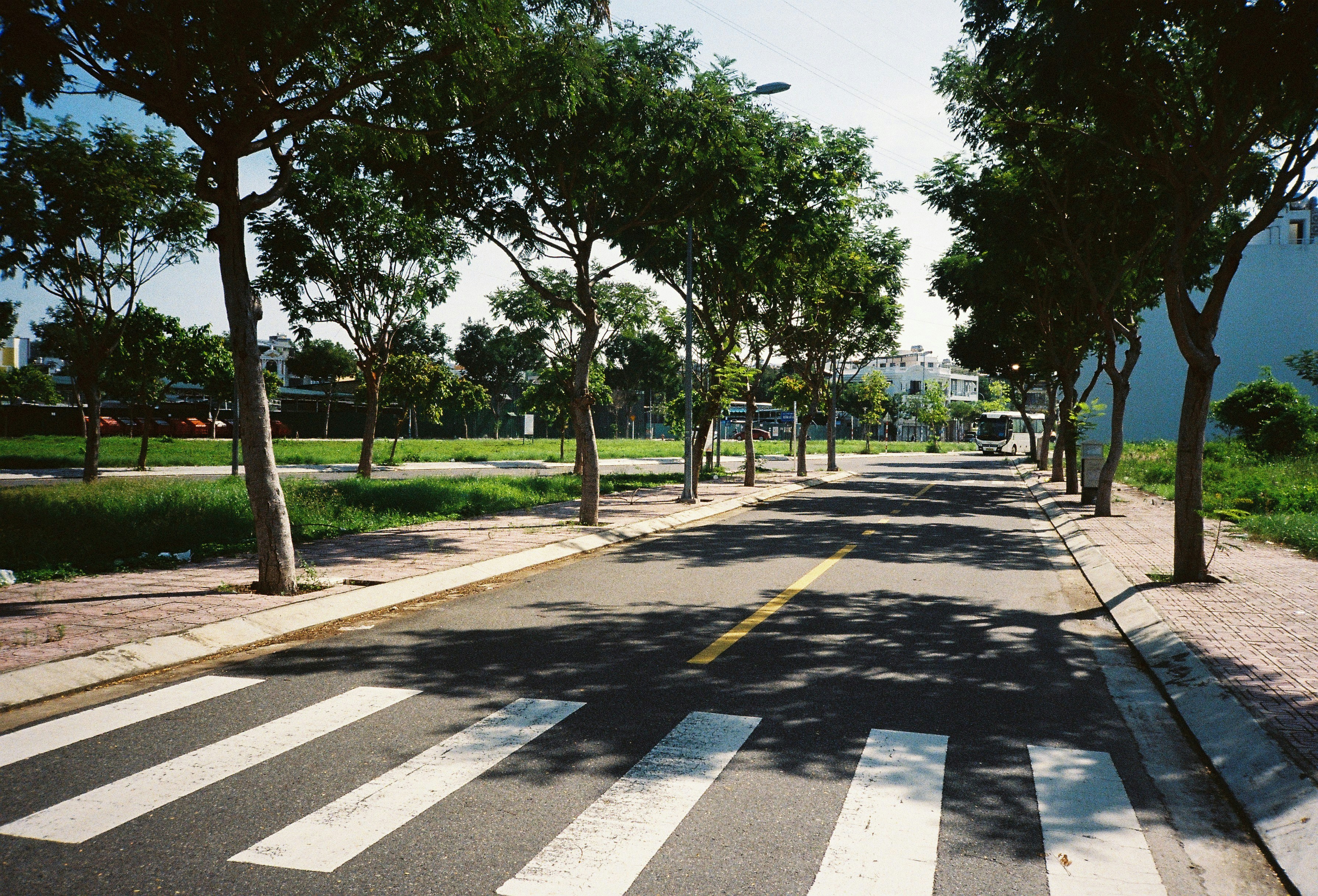 Sunlit Avenue: Tree-lined Street with Crosswalk Foreground