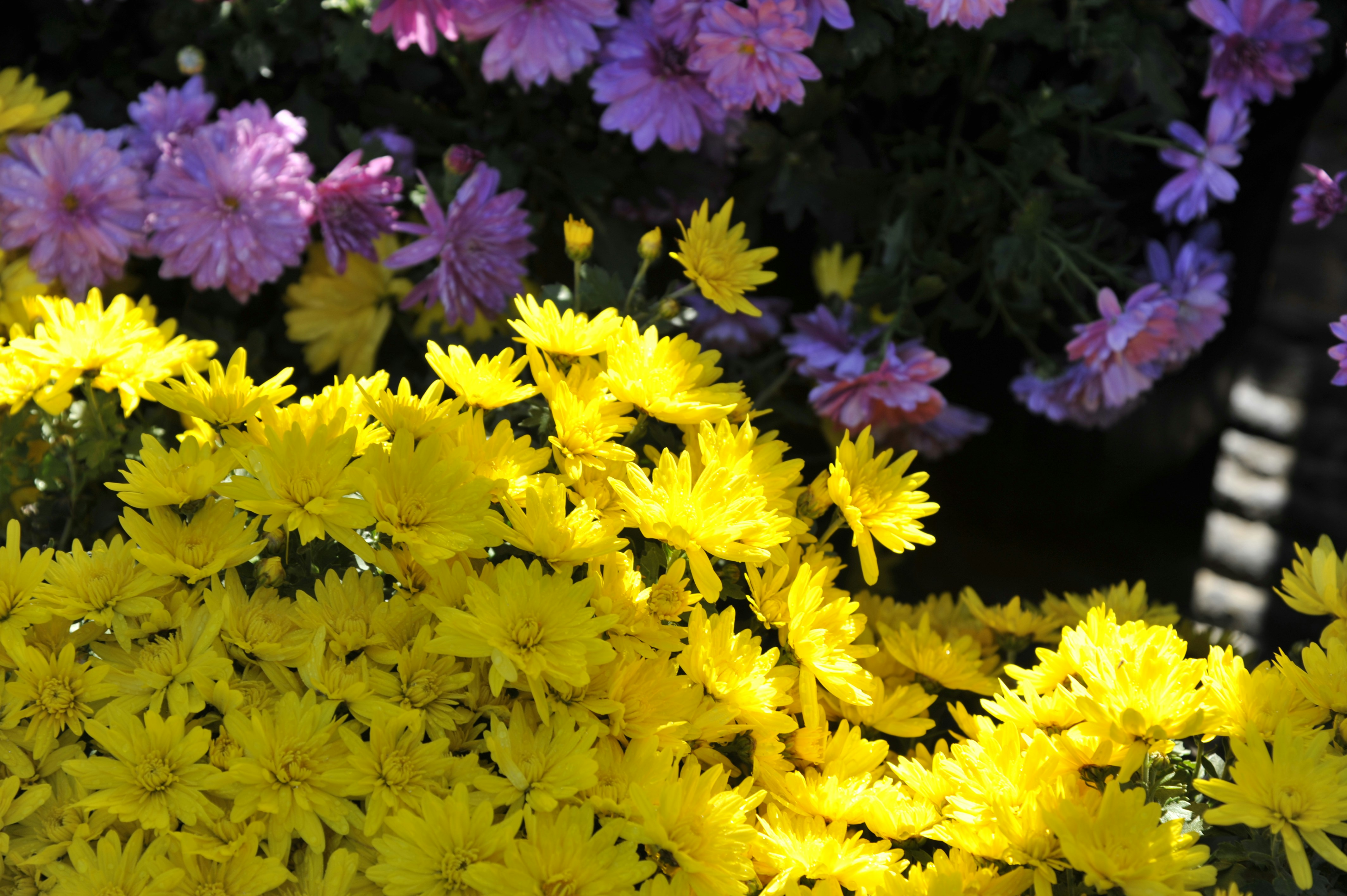 Sunlit Crowd of Primrose-like Blooms