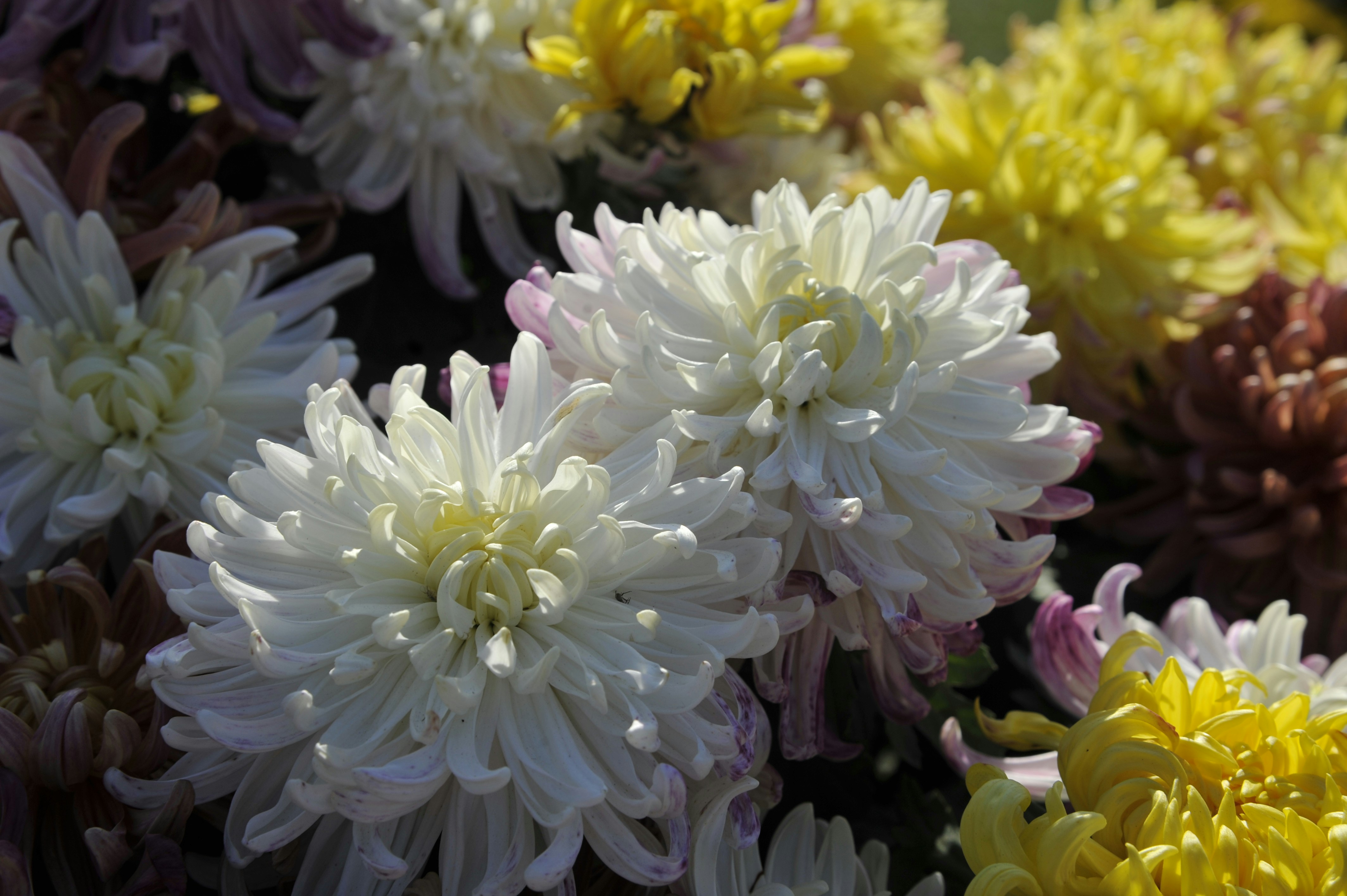 White Chrysanthemums in Soft Spring Light