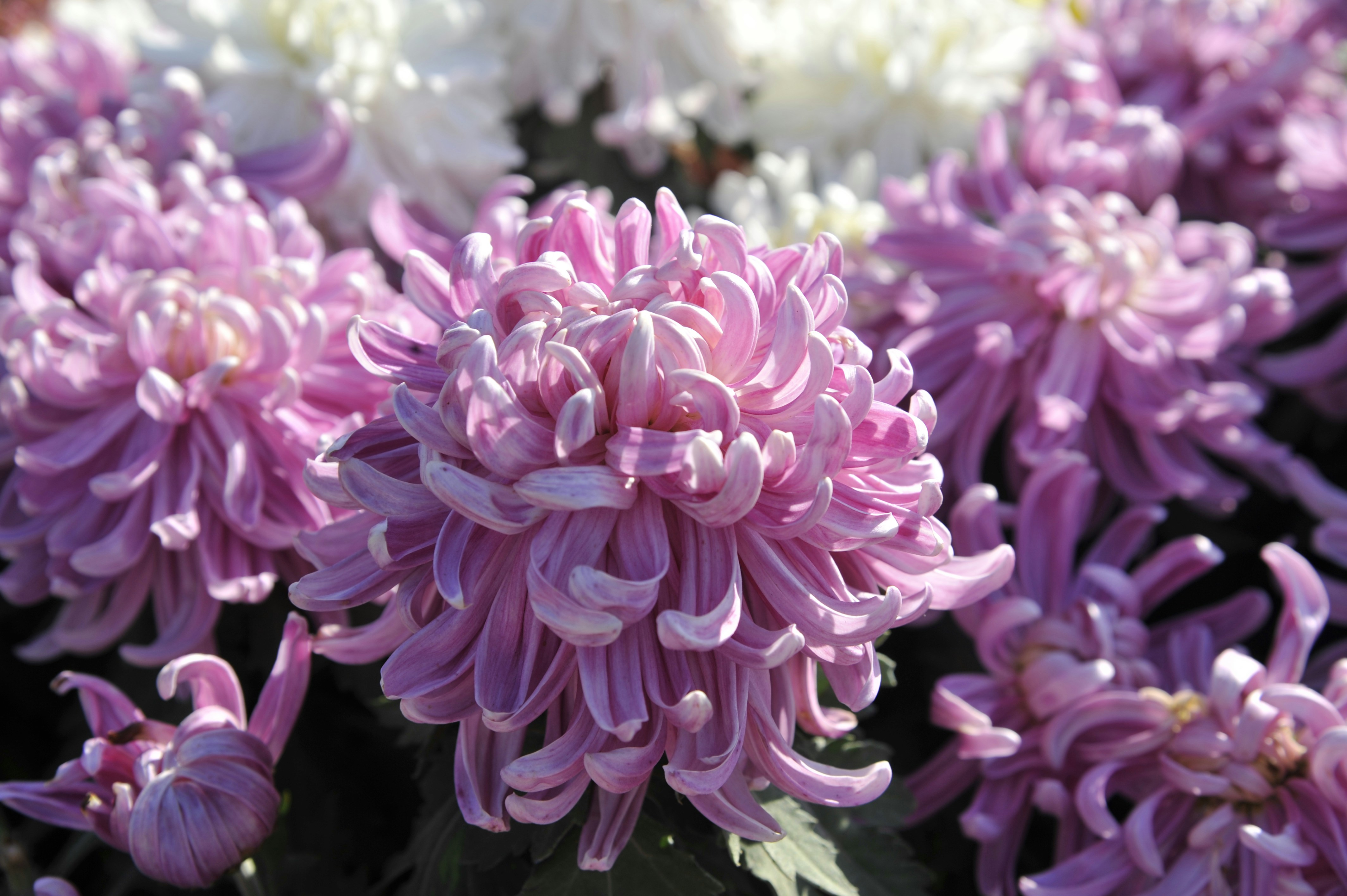 Petal Cascade: Lavender Chrysanthemum in Full Bloom