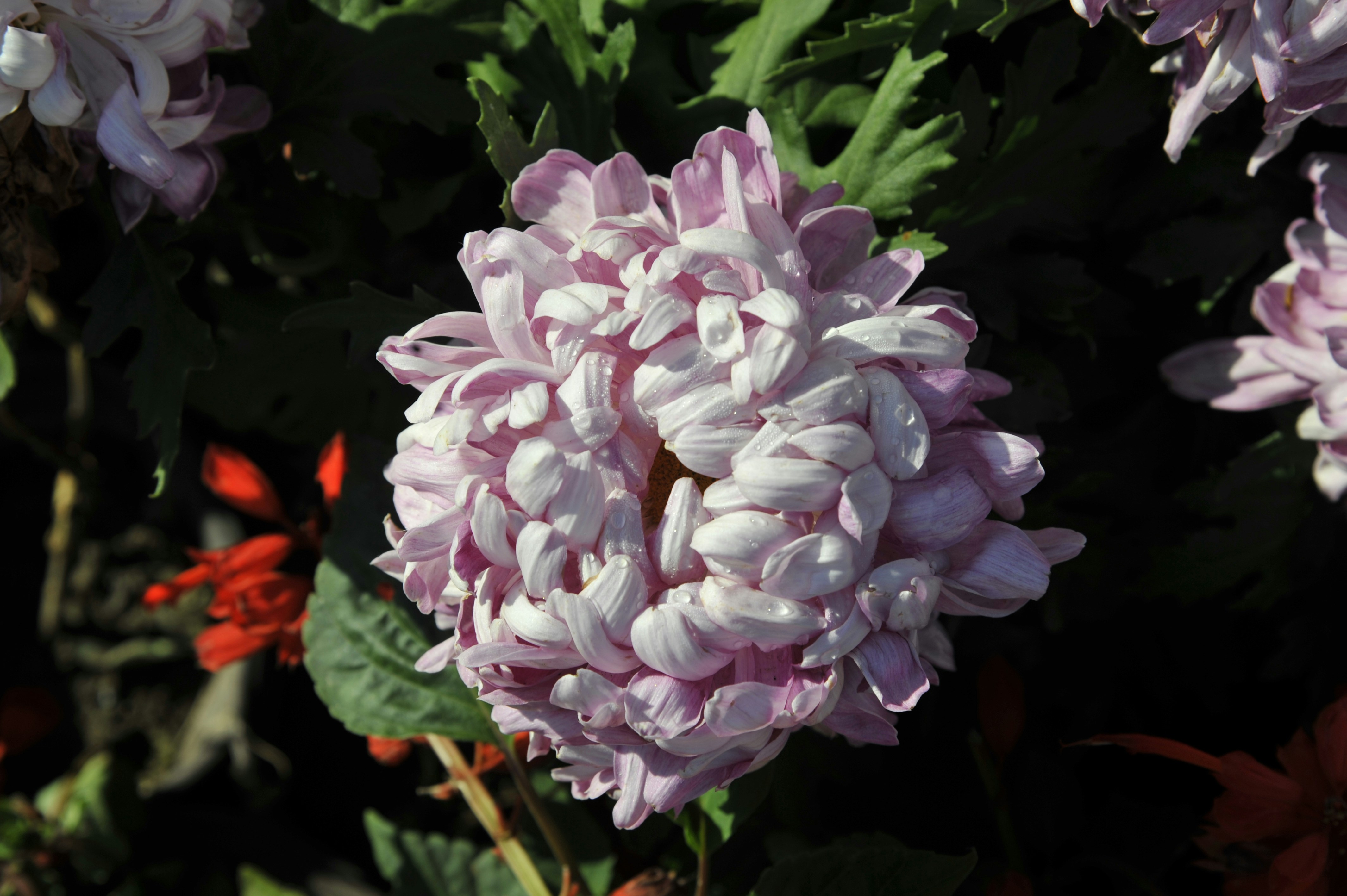 Soft Spectral Bloom: a pale pink peony under dappled garden light