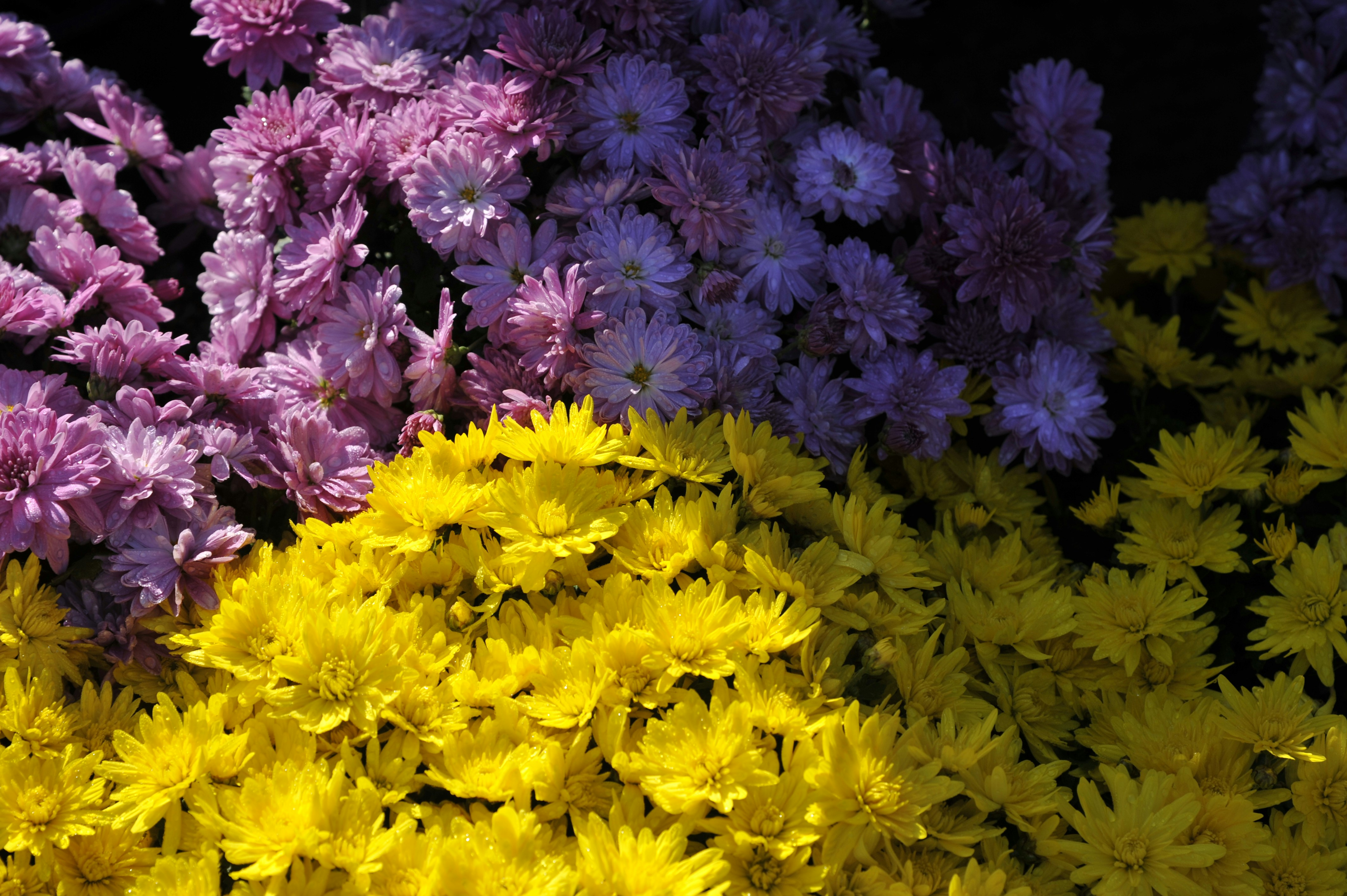 Sunlit Chrysanthemums: Golden bloom cluster in a dusk-toned spectrum