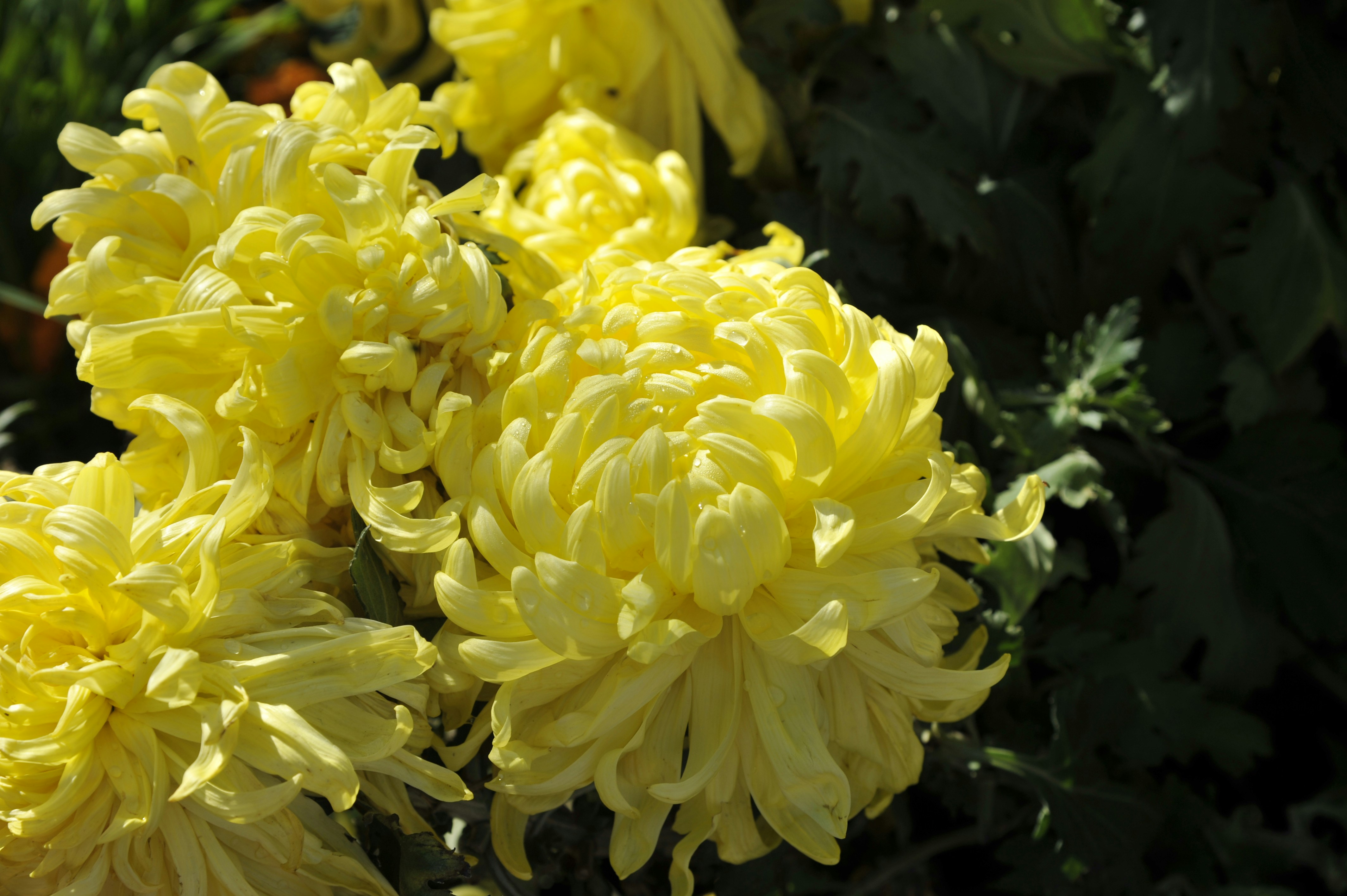 Sunlit Chrysanthemums: A Burst of Yellow Petals