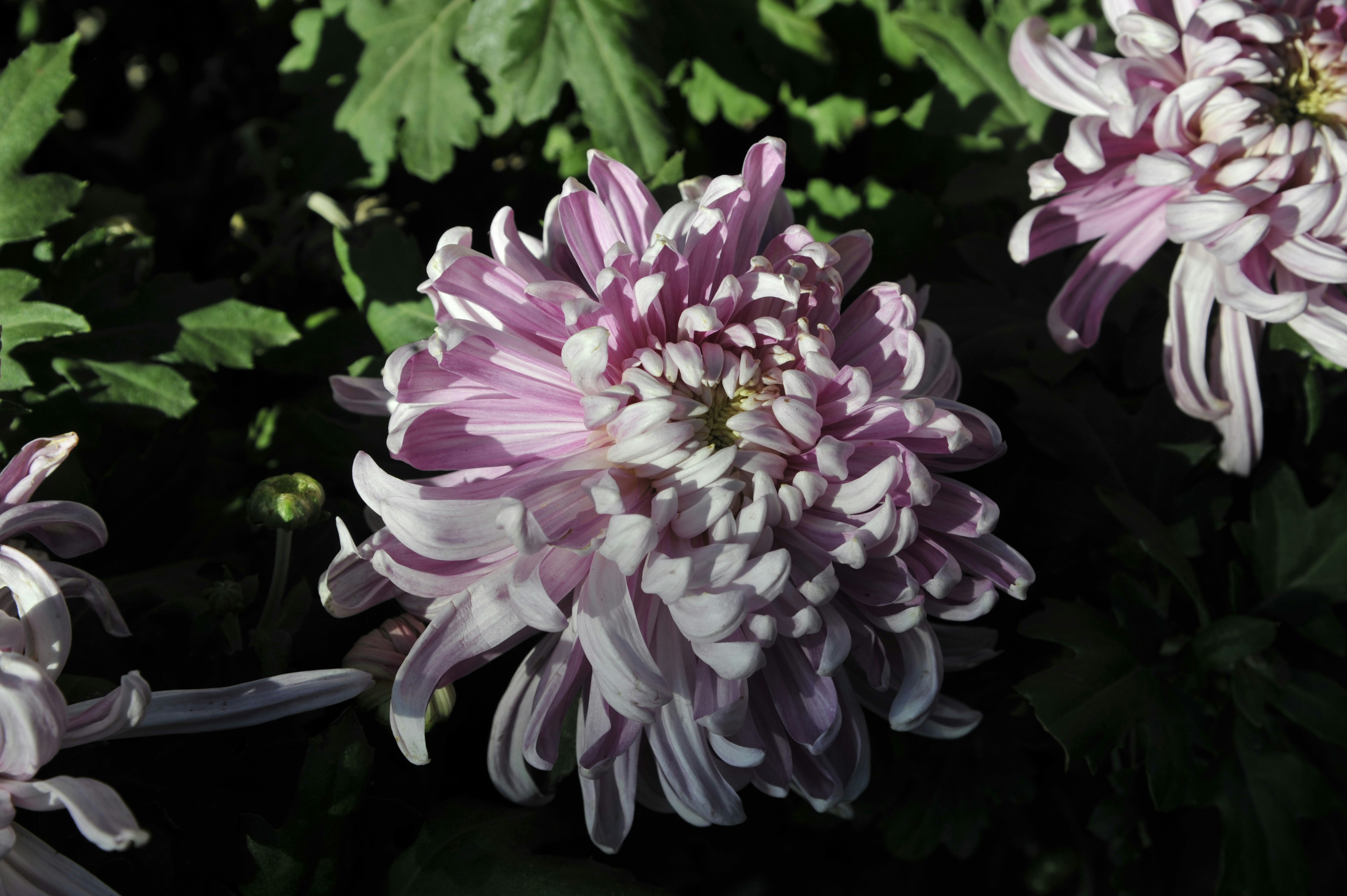 Pink Chrysanthemums in Dappled Shadow