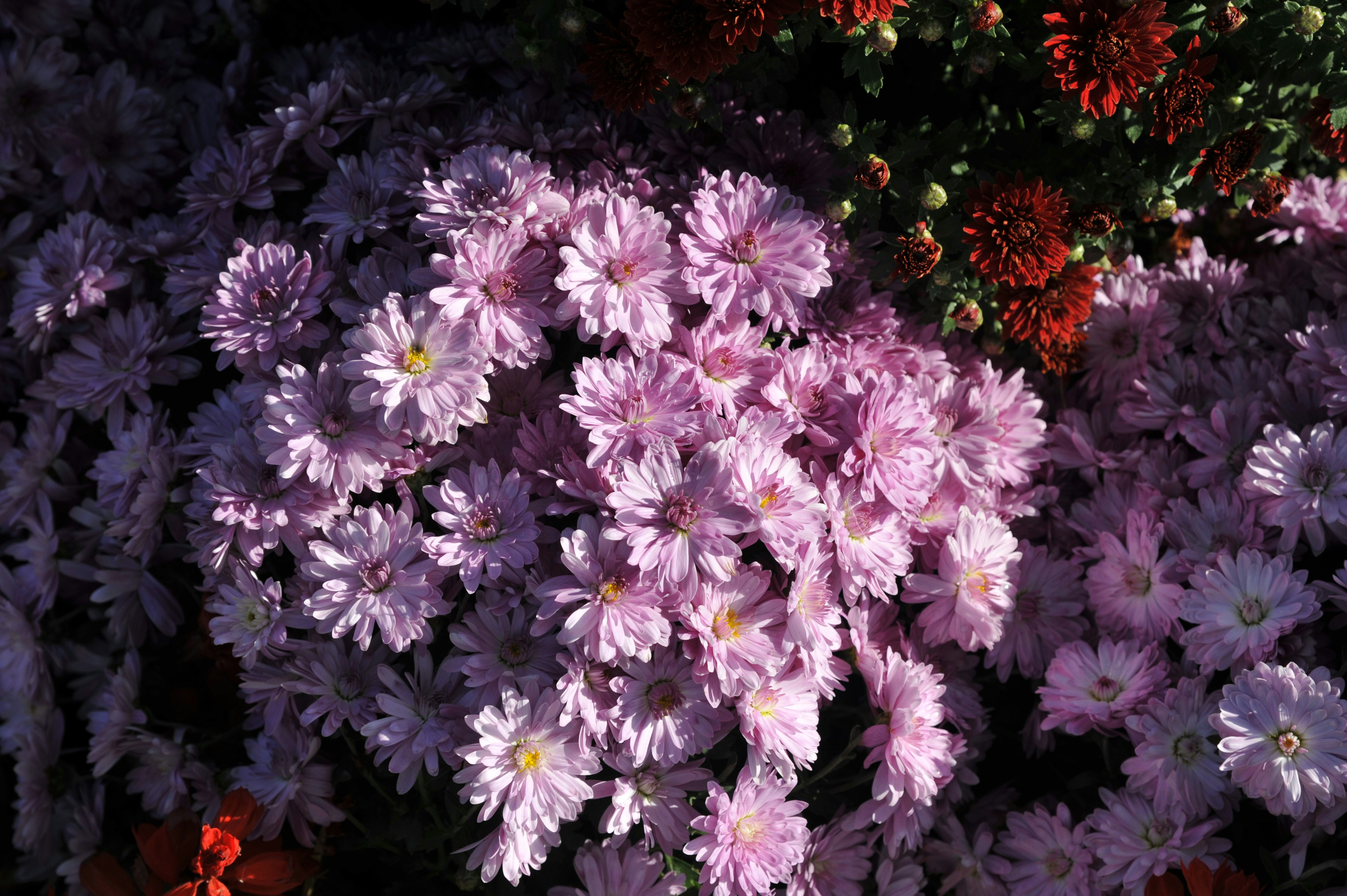 Lavender Bloom Cluster: Soft Hues and Fringed Petals