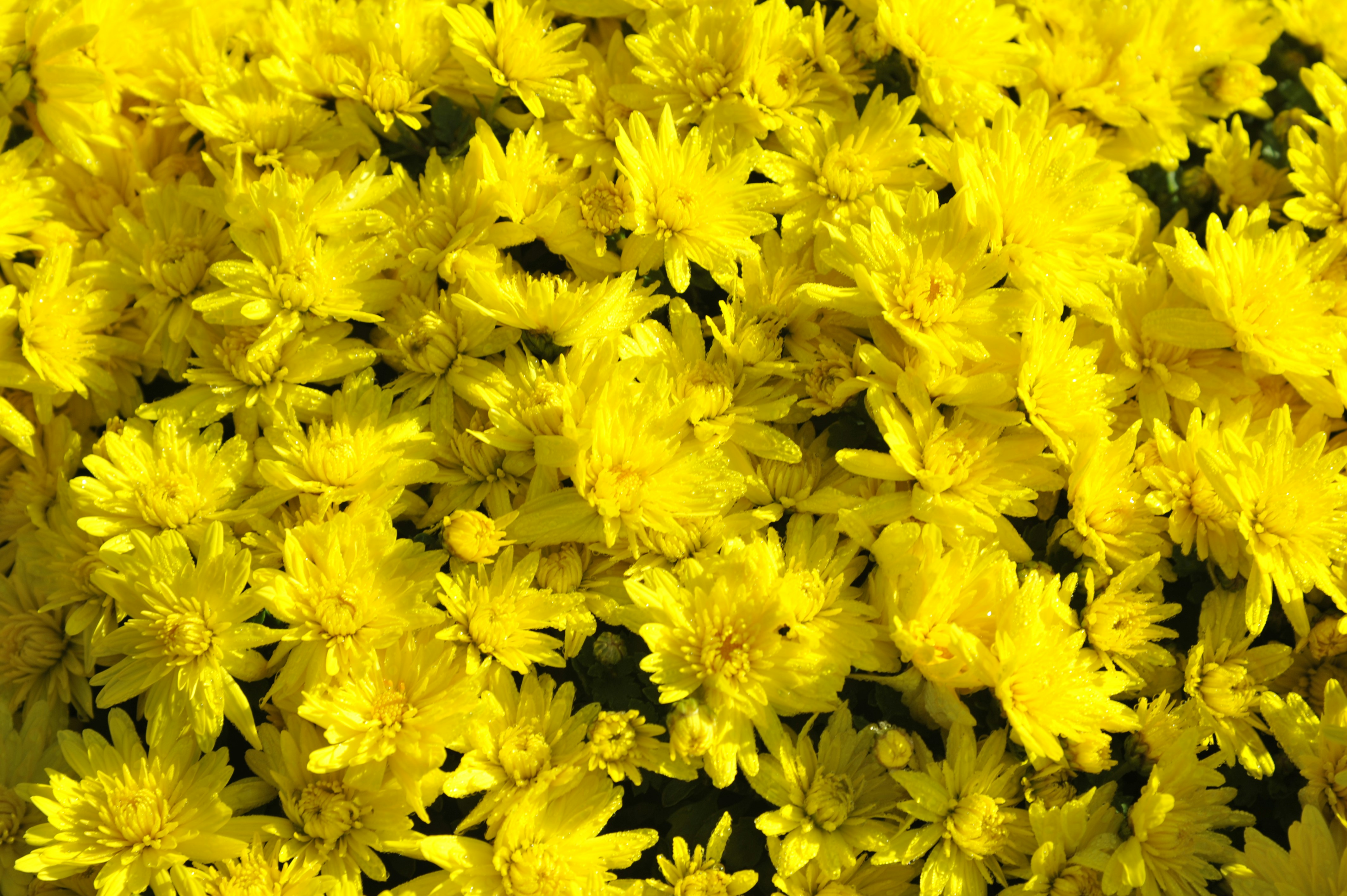 Patchwork of Golden Blossoms