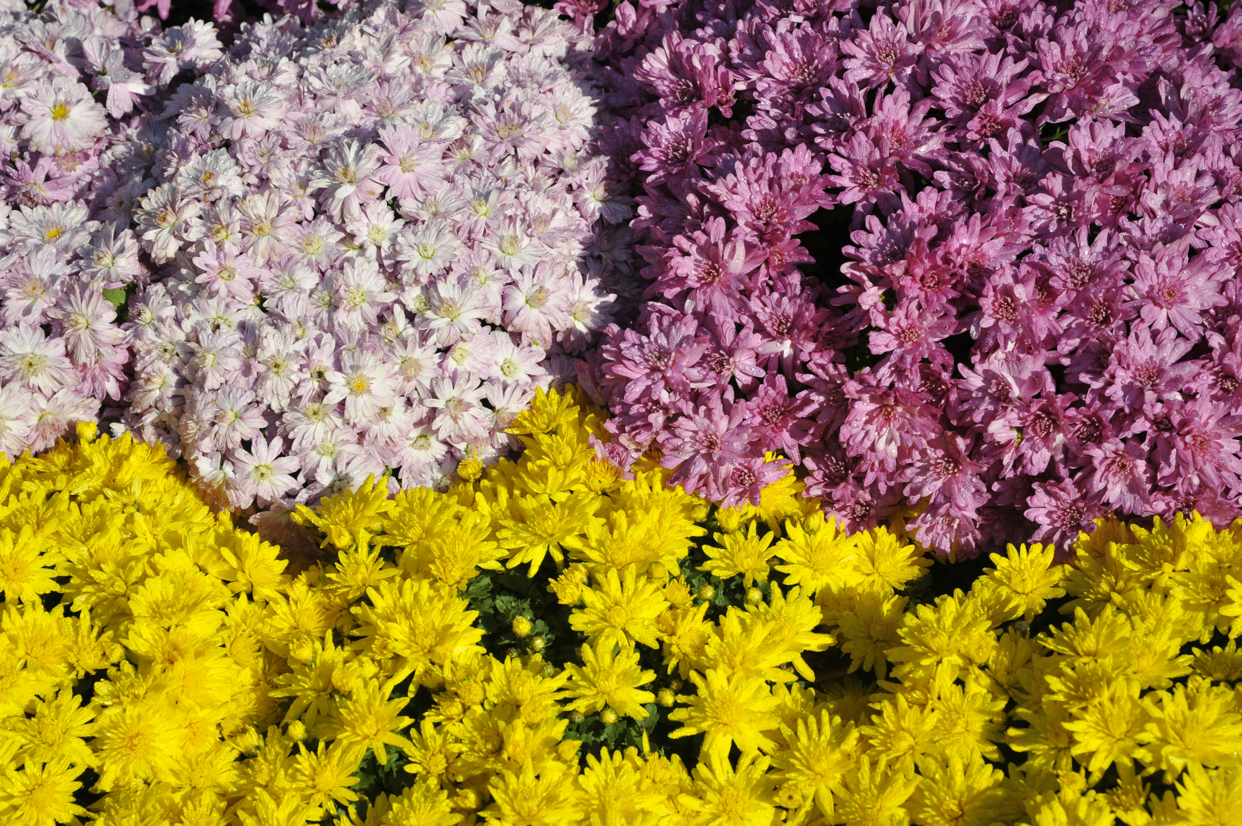 Vibrant Terrace of Chrysanthemums: Yellow Bloom Border
