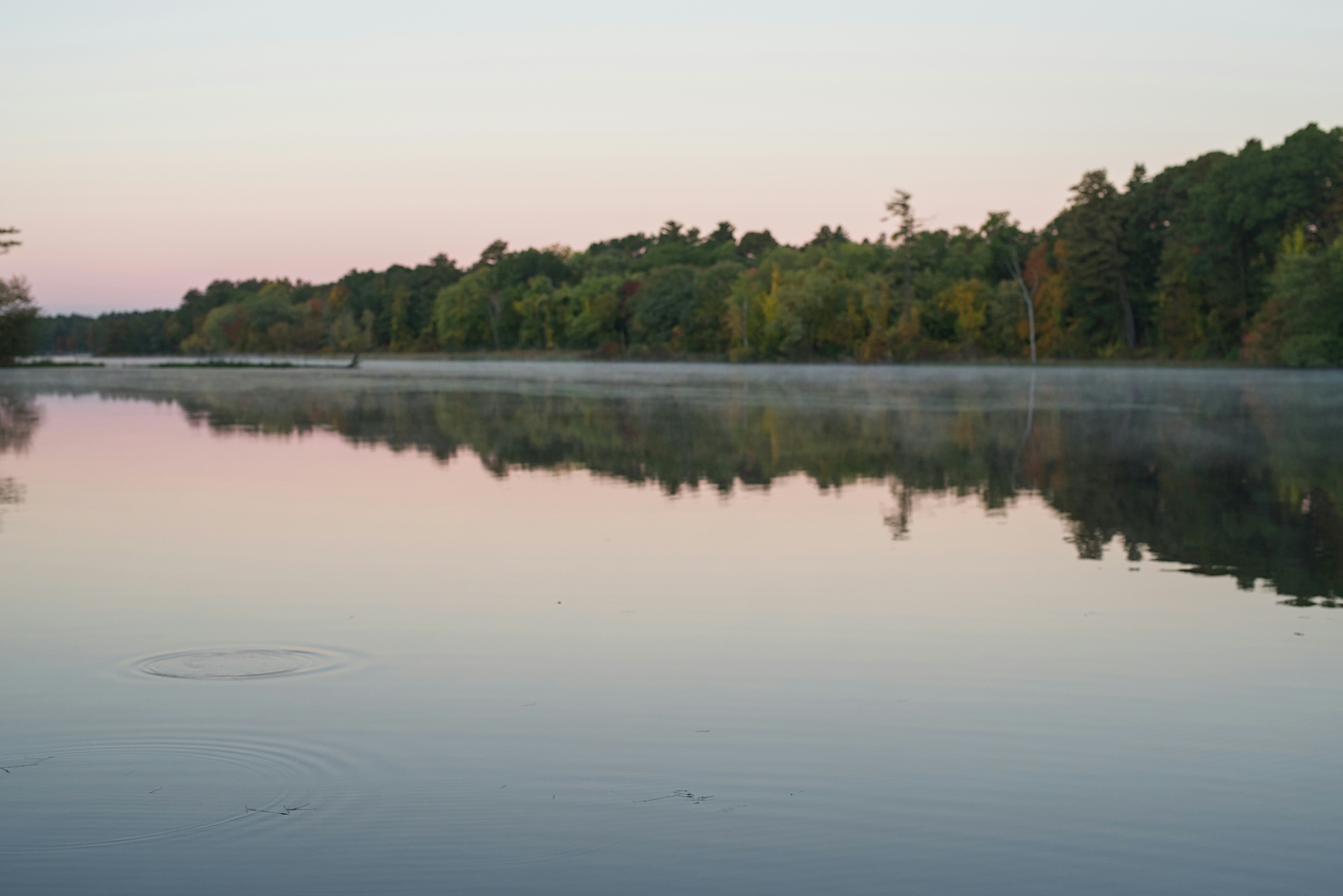 Quiet Lake at Sunrise: A Mirror of Pines and Mist