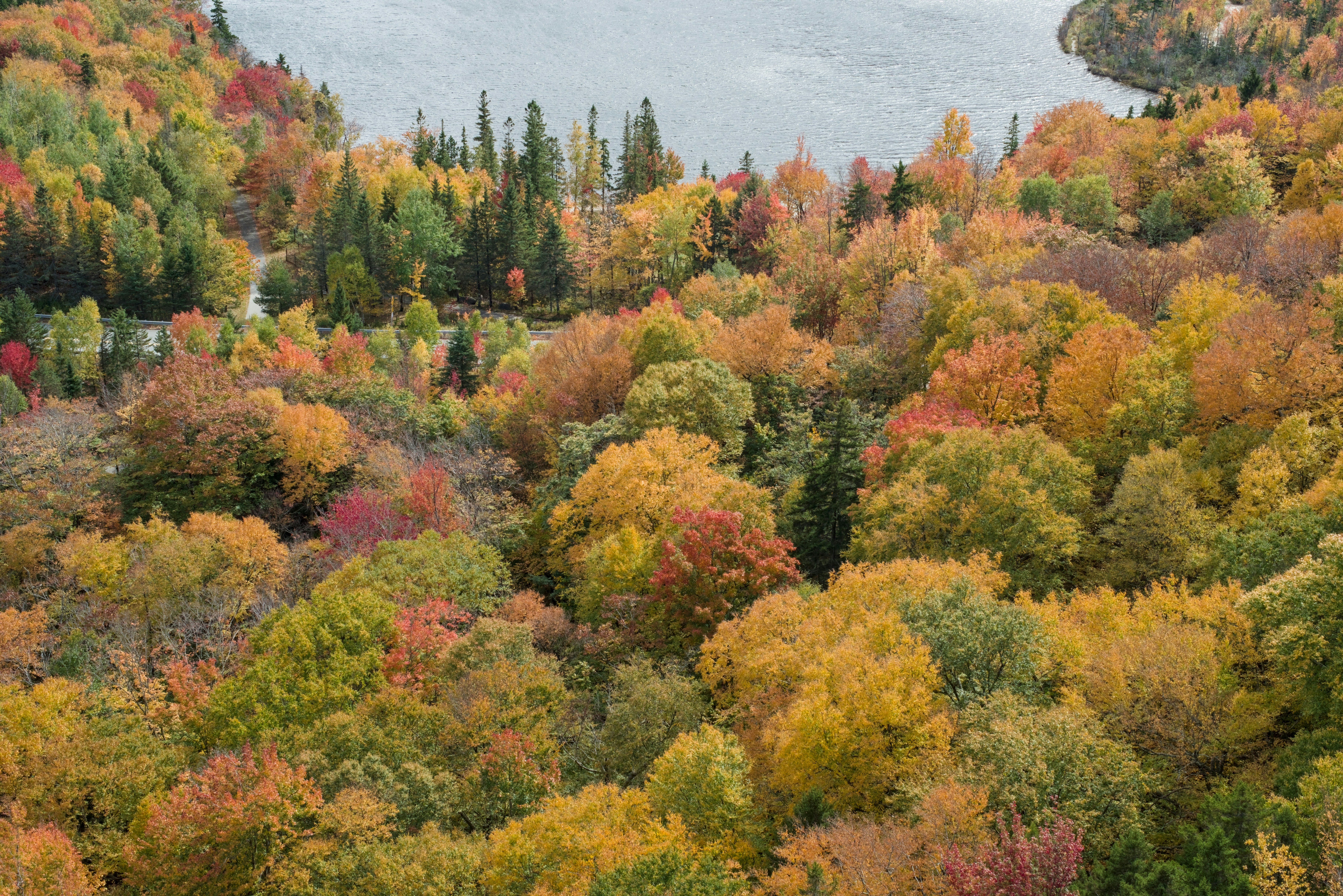 Autumn Mosaic: A Quiet Canopy of Fire-Colored Pines and Maples