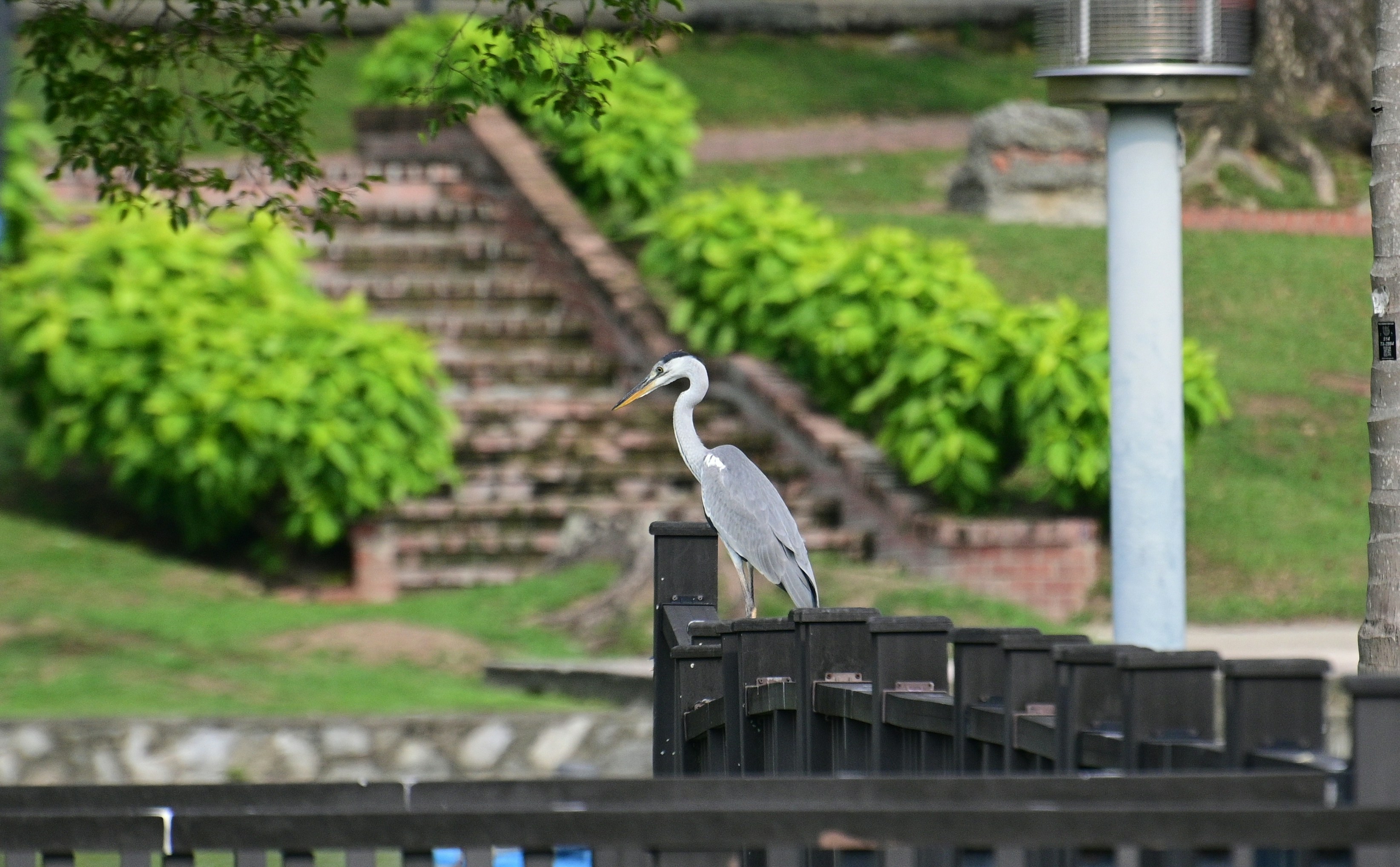 Quiet Crane on a Park Perch