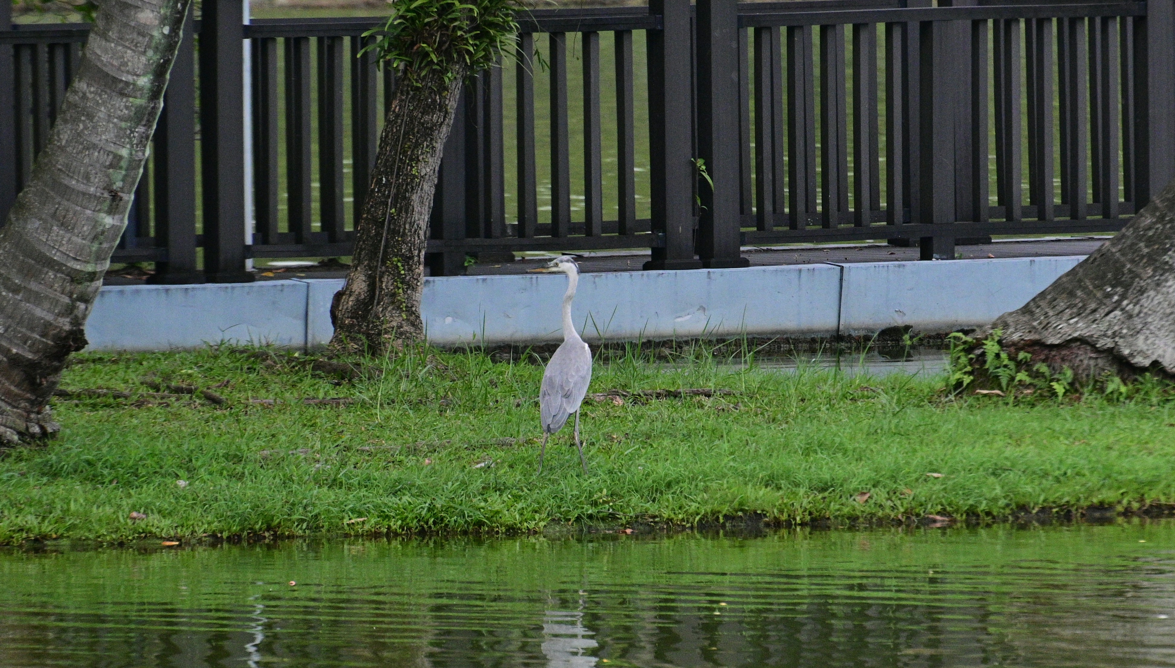 A gray heron stands along the grassy bank beside a calm pond, with a black wooden fence in the background and trees framing the scene.