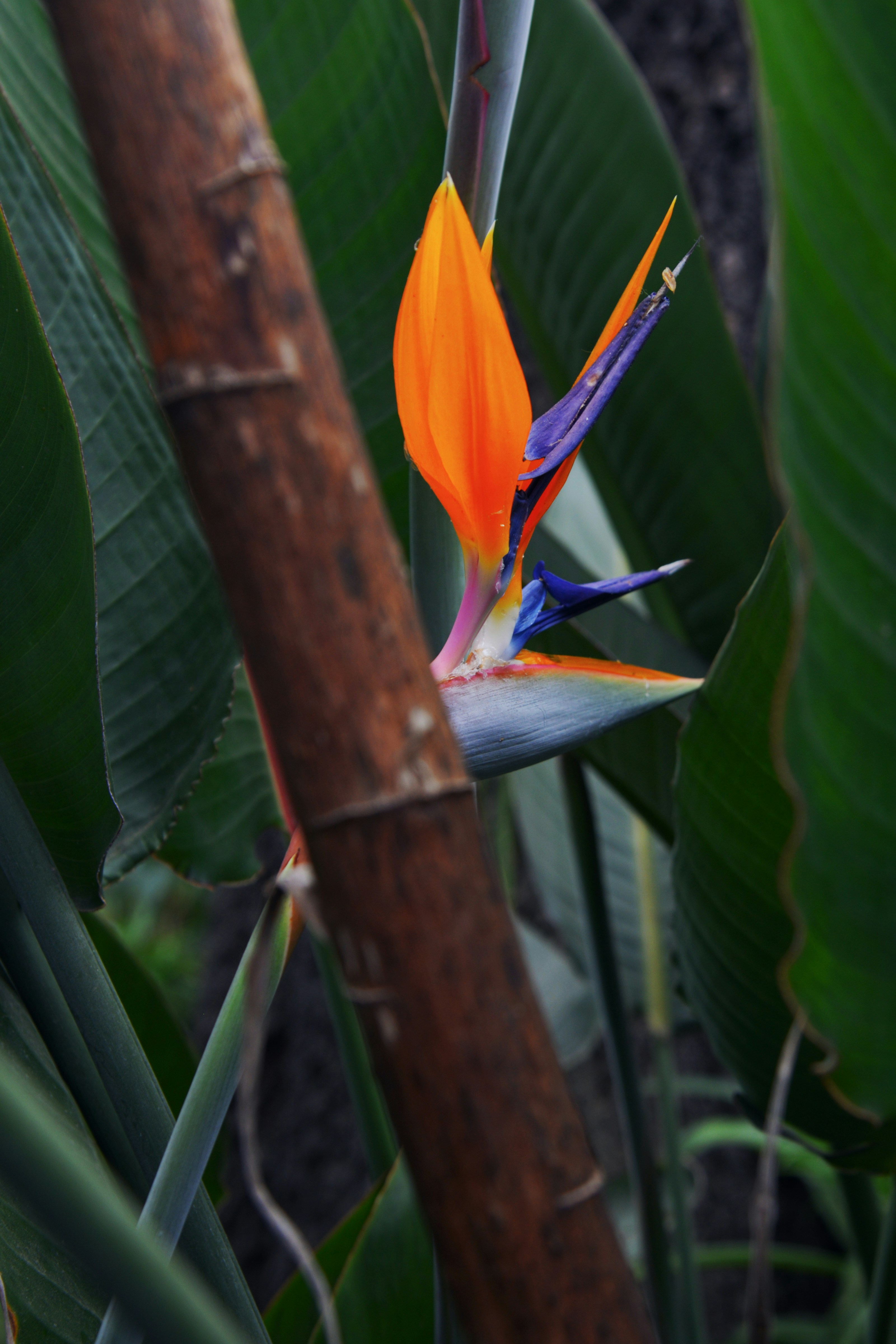 Bright Heliconia blossom peeks through lush tropical foliage in a close-up, with rich green leaves and a weathered stem providing context and depth.