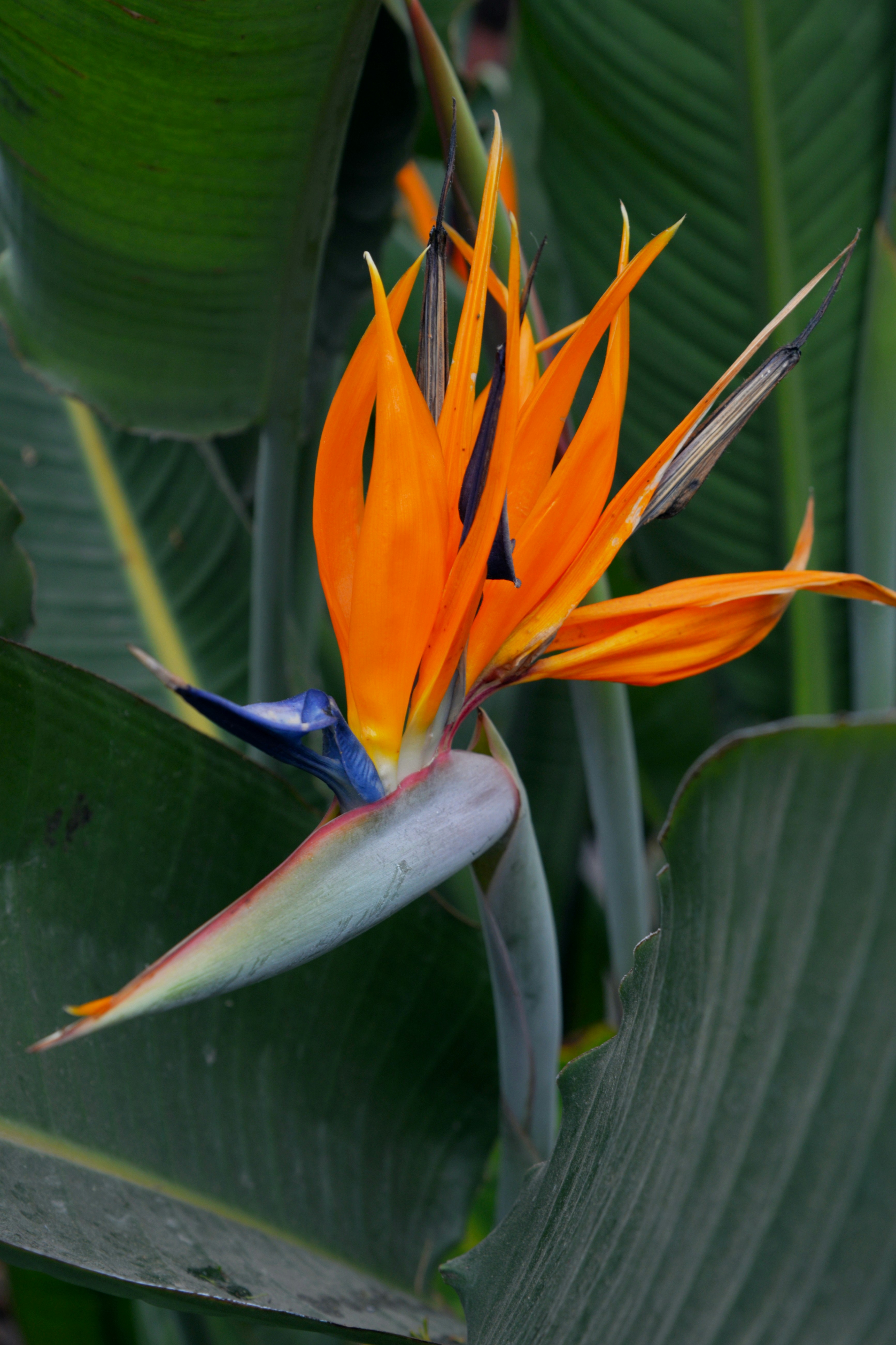 Strelitzia Fire: Orange Bloom Emerging from Tropical Foliage