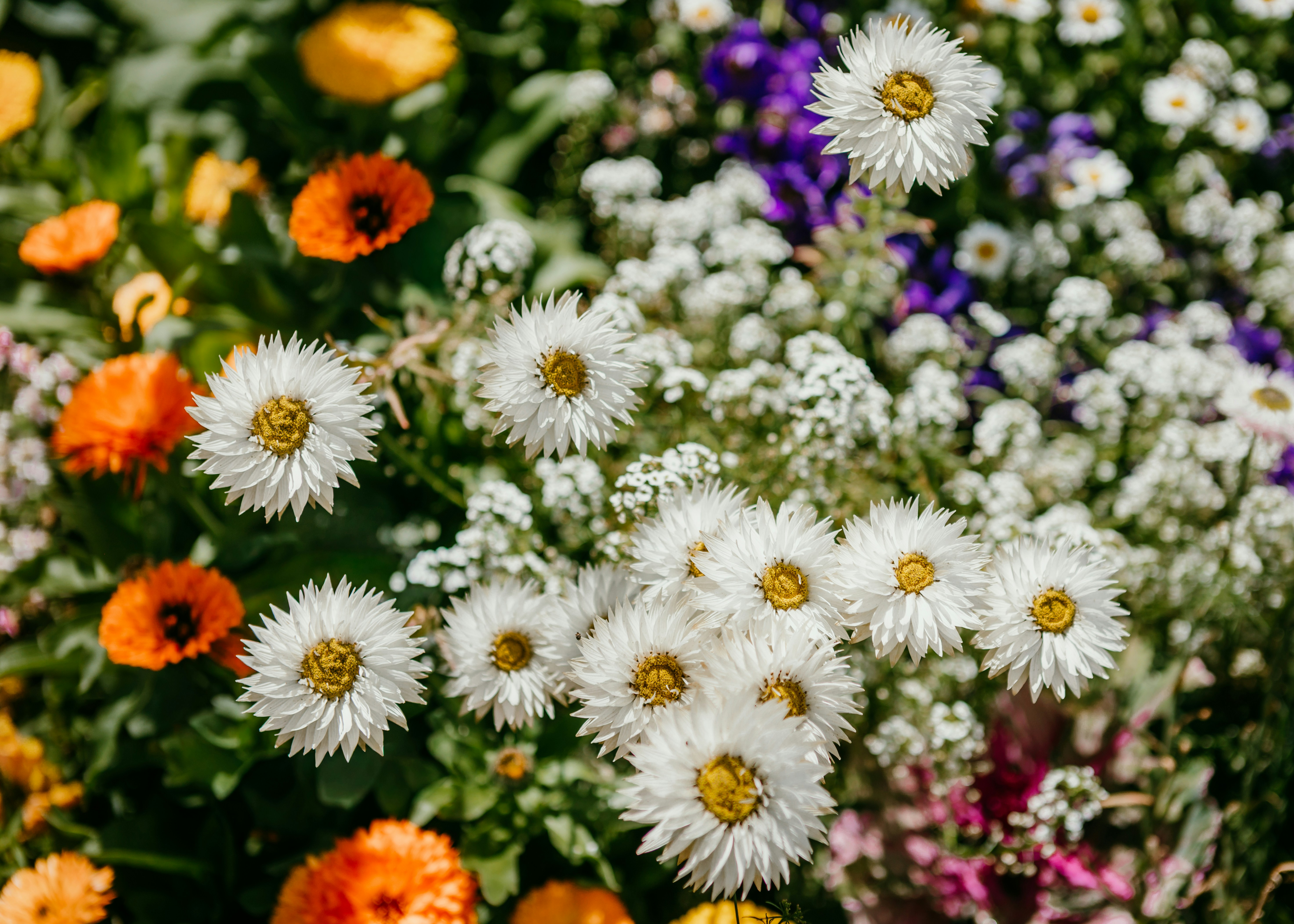 White-centered daisies bloom among a vibrant garden tapestry