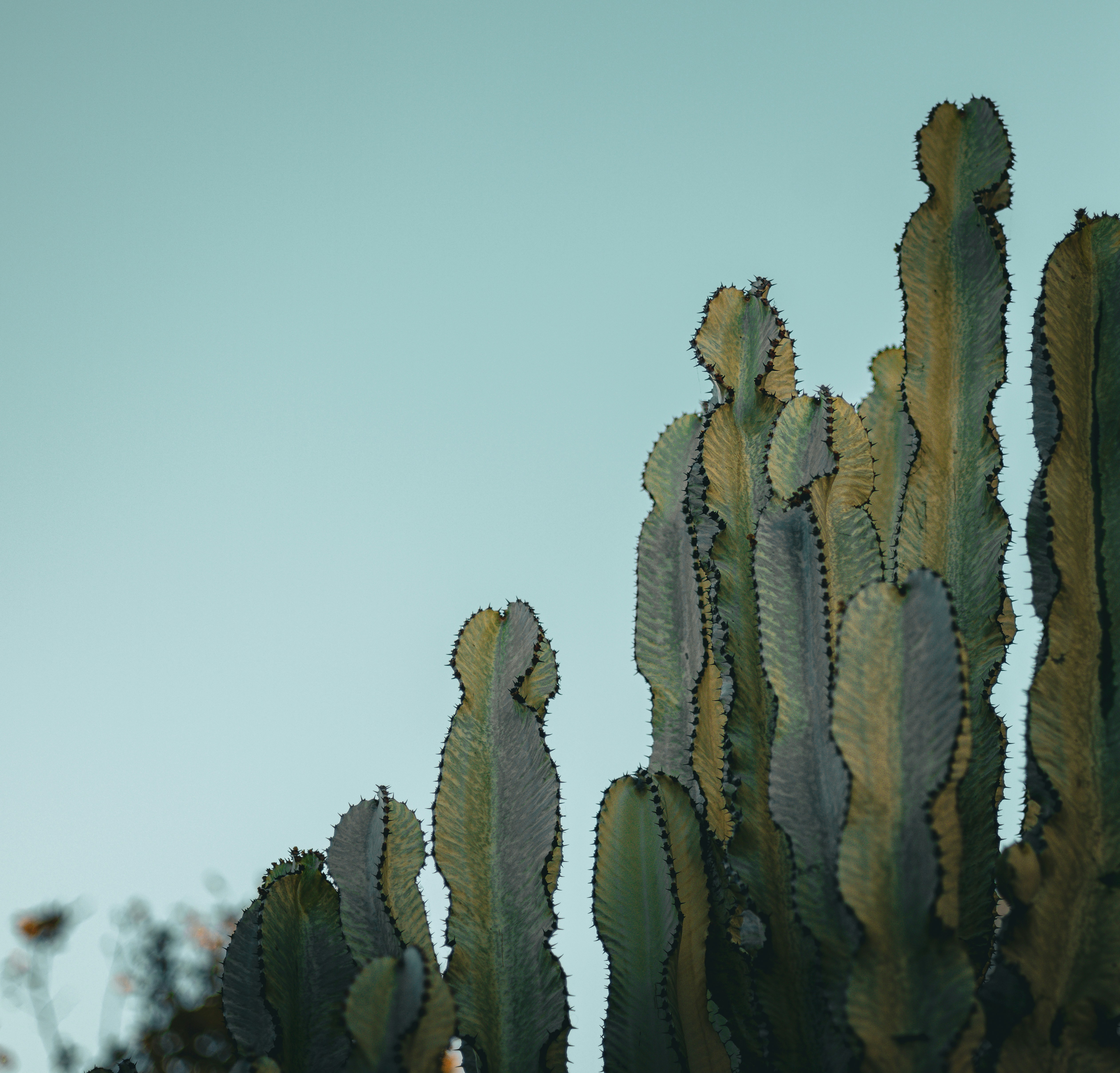 Cactus Silhouette Against a Pale Sky