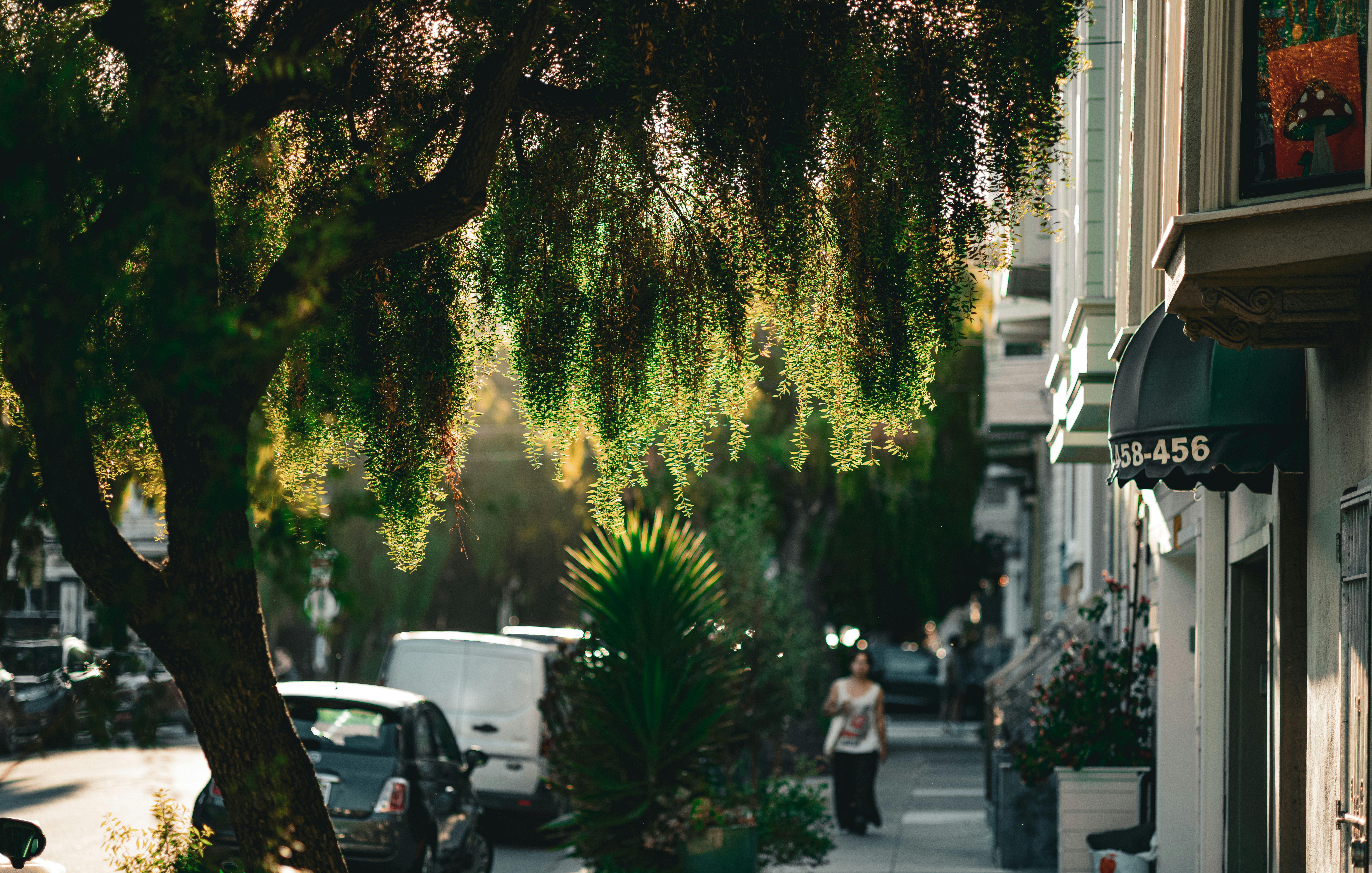 Sunlit Street Edge: A City Scene Framed by Hanging Foliage