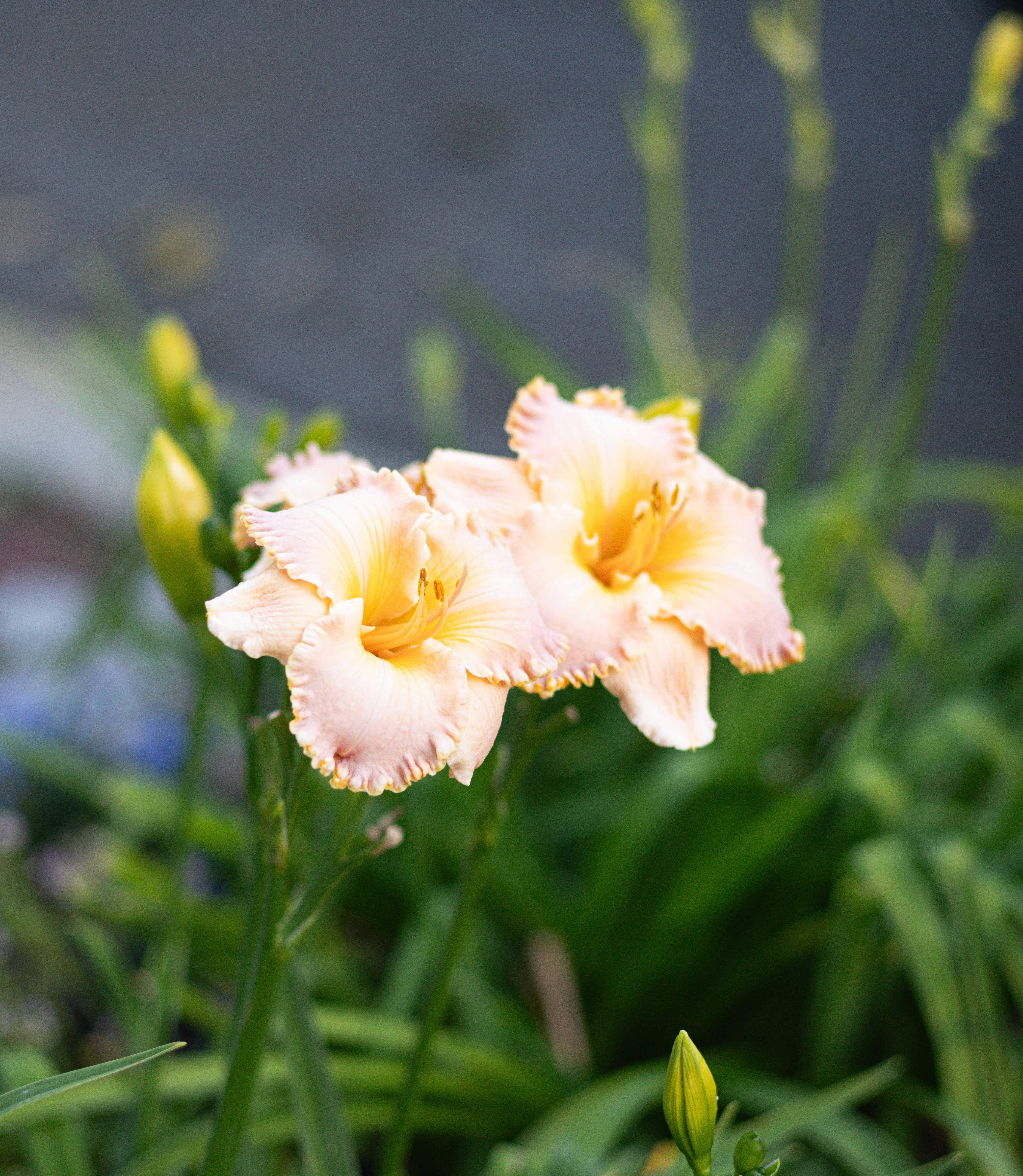Soft Peach Hibiscus in Morning Light