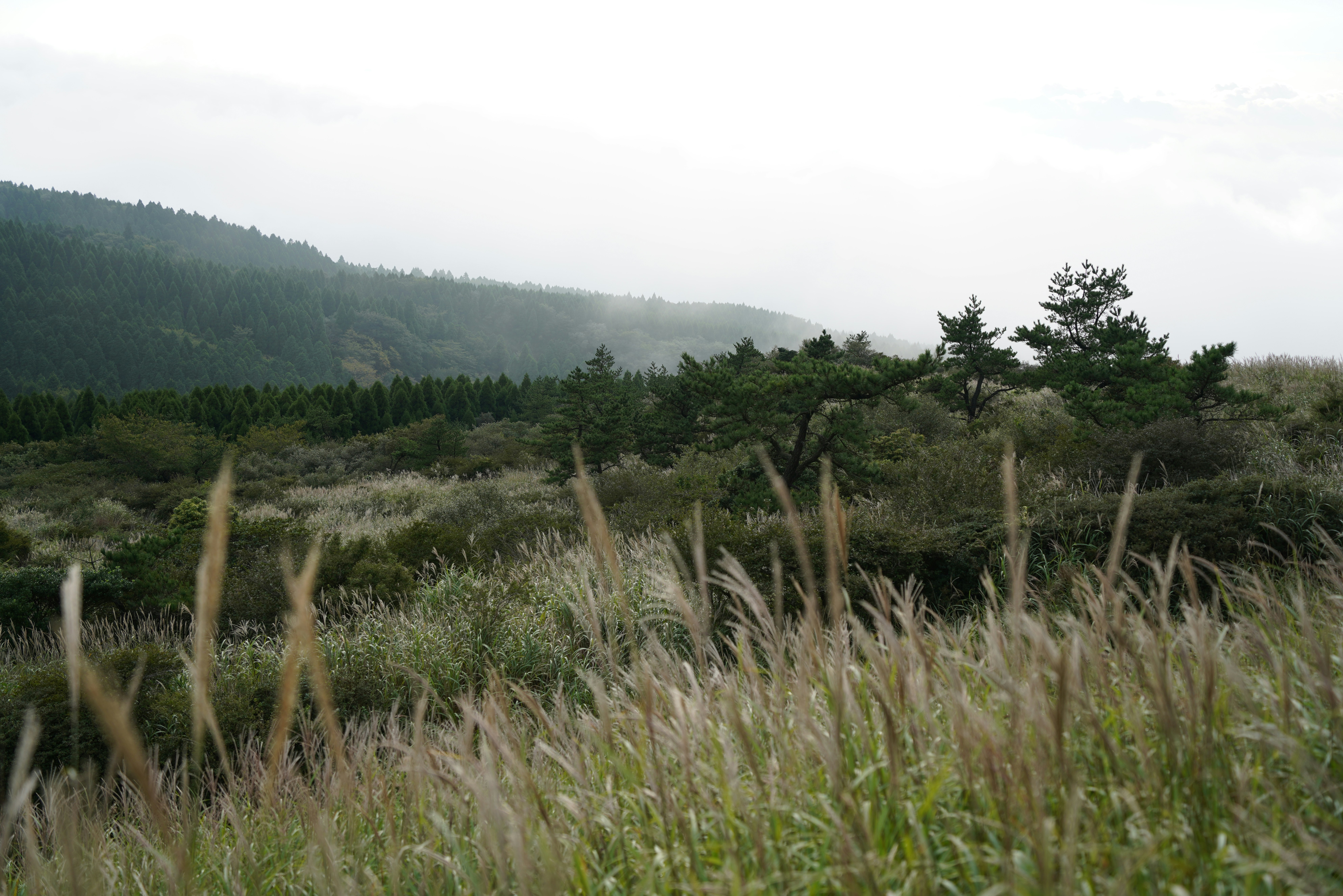 Mist over the Grassy Ridge: Dawn on a Quiet Highland