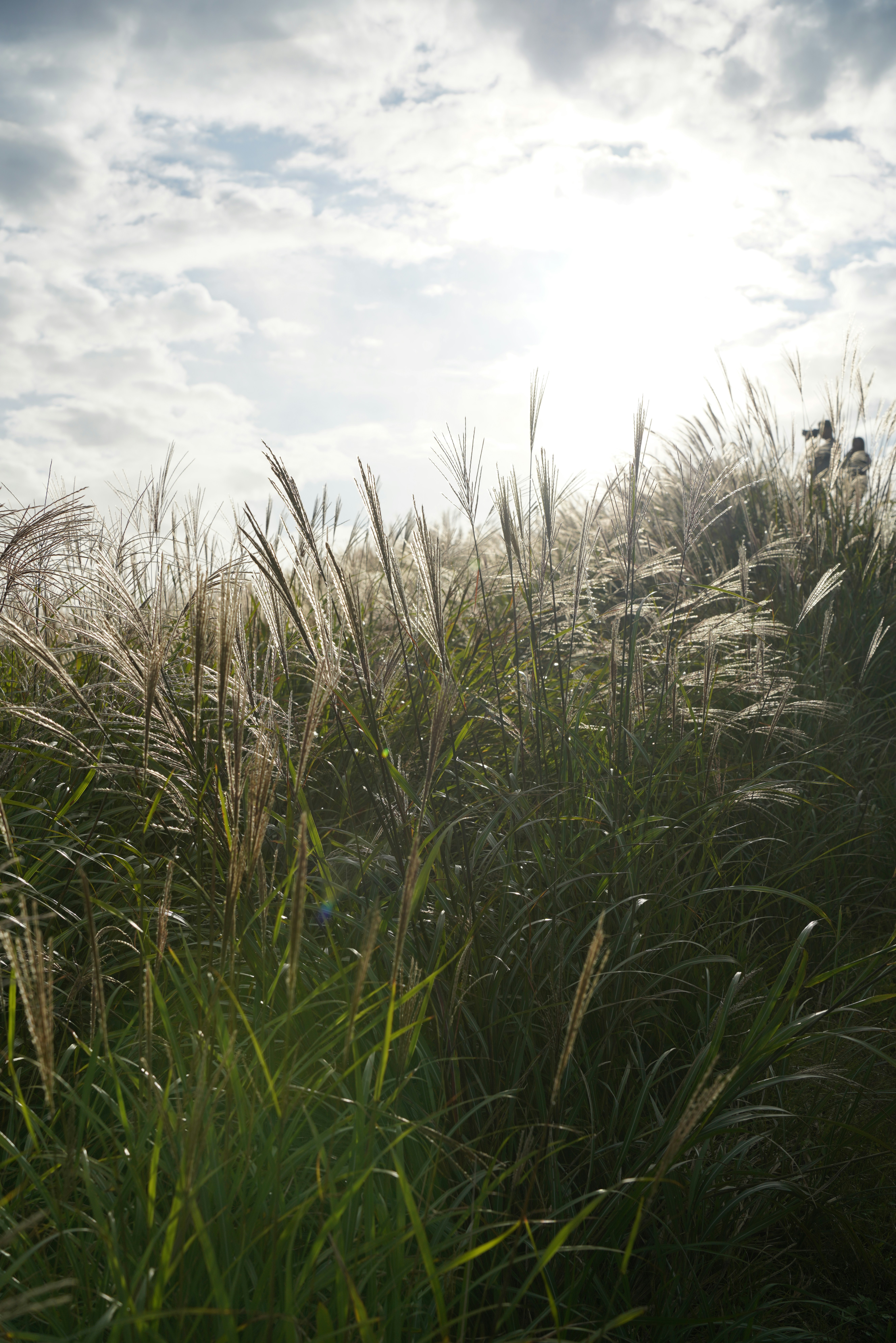 Sunlit Reed Sea at Dusk