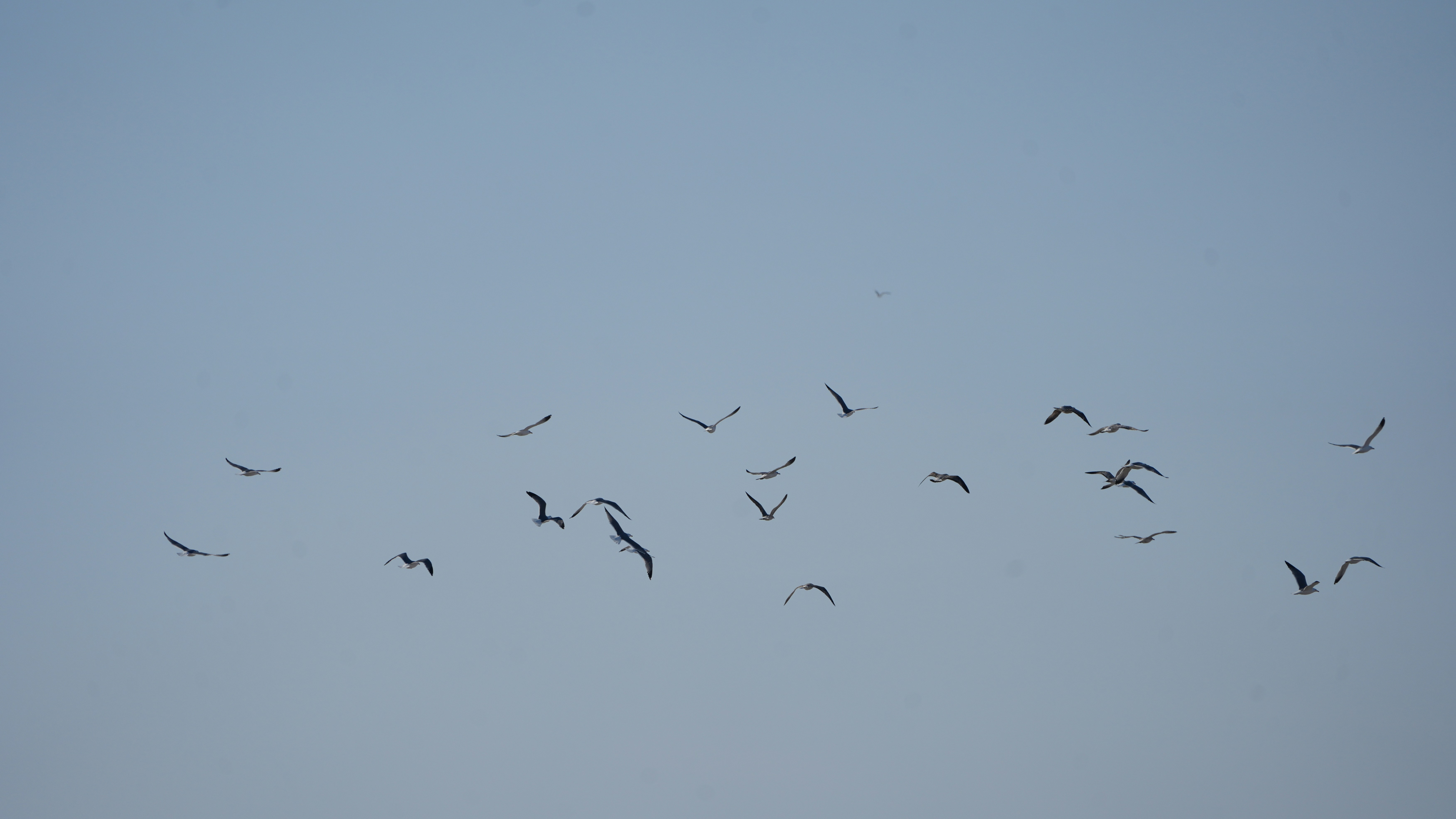 Vast Sky, Scattered Wings: A Morning Flock in Quiet Blue